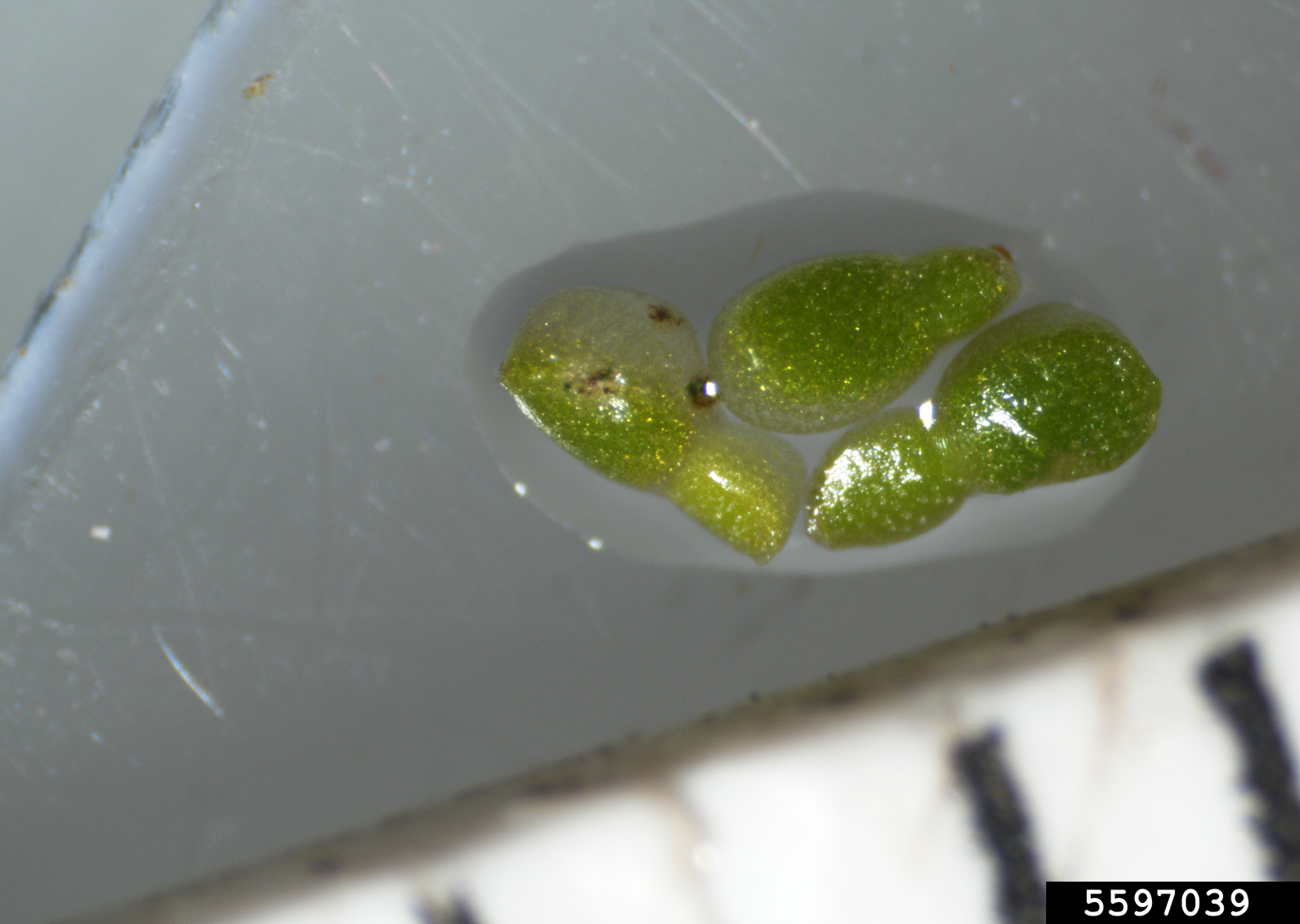 northern watermeal (Wolffia borealis (Engelm. ex Hegelm.) Landolt ex ...