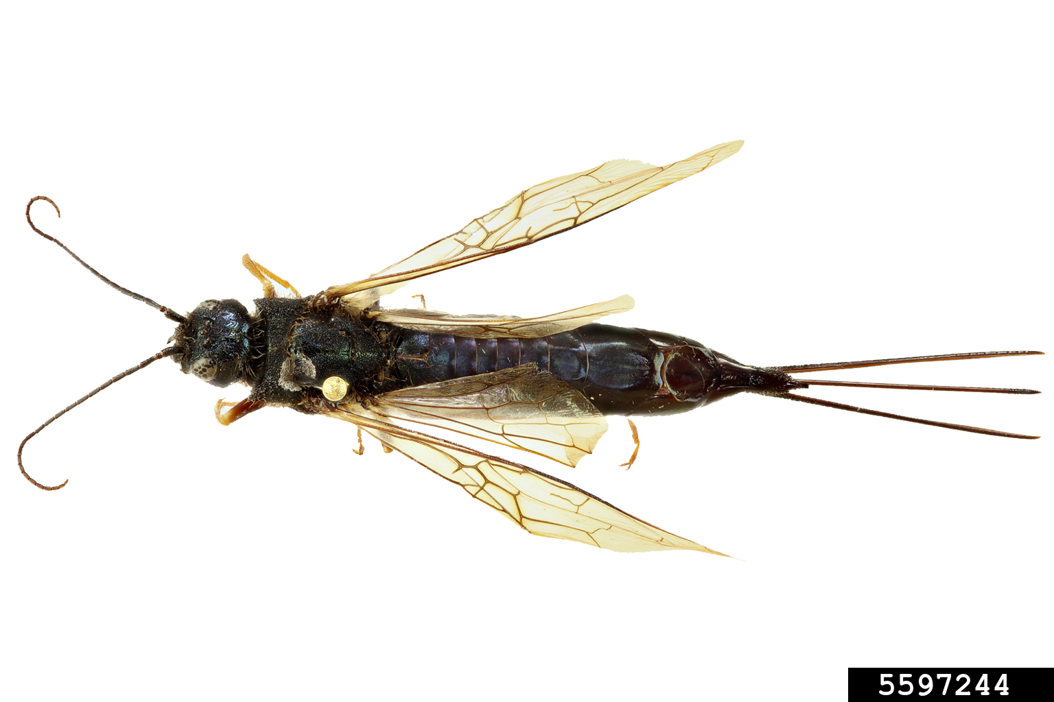 horntail wood wasp (Sirex longicauda Middlekauff, 1948)