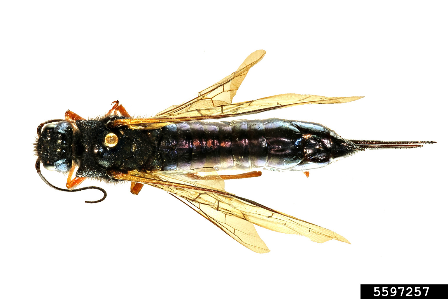 Sirex woodwasp (Sirex torvus Harris, 1779)