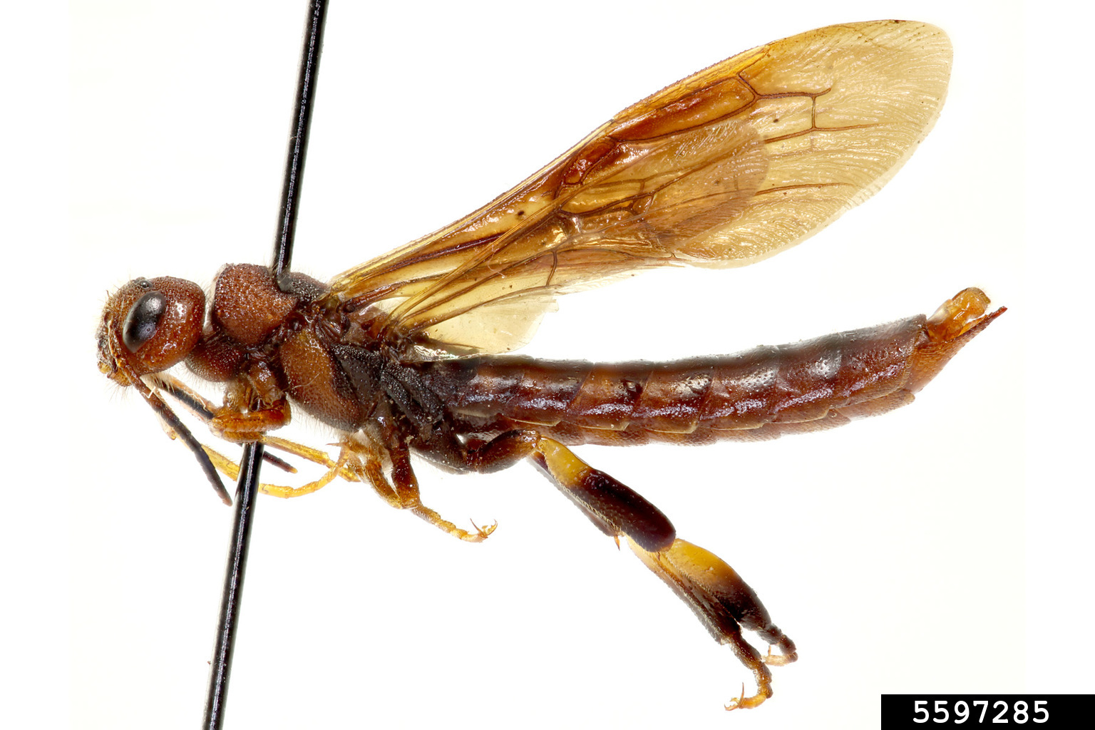 pigeon tremex (Tremex columba (Linnaeus))