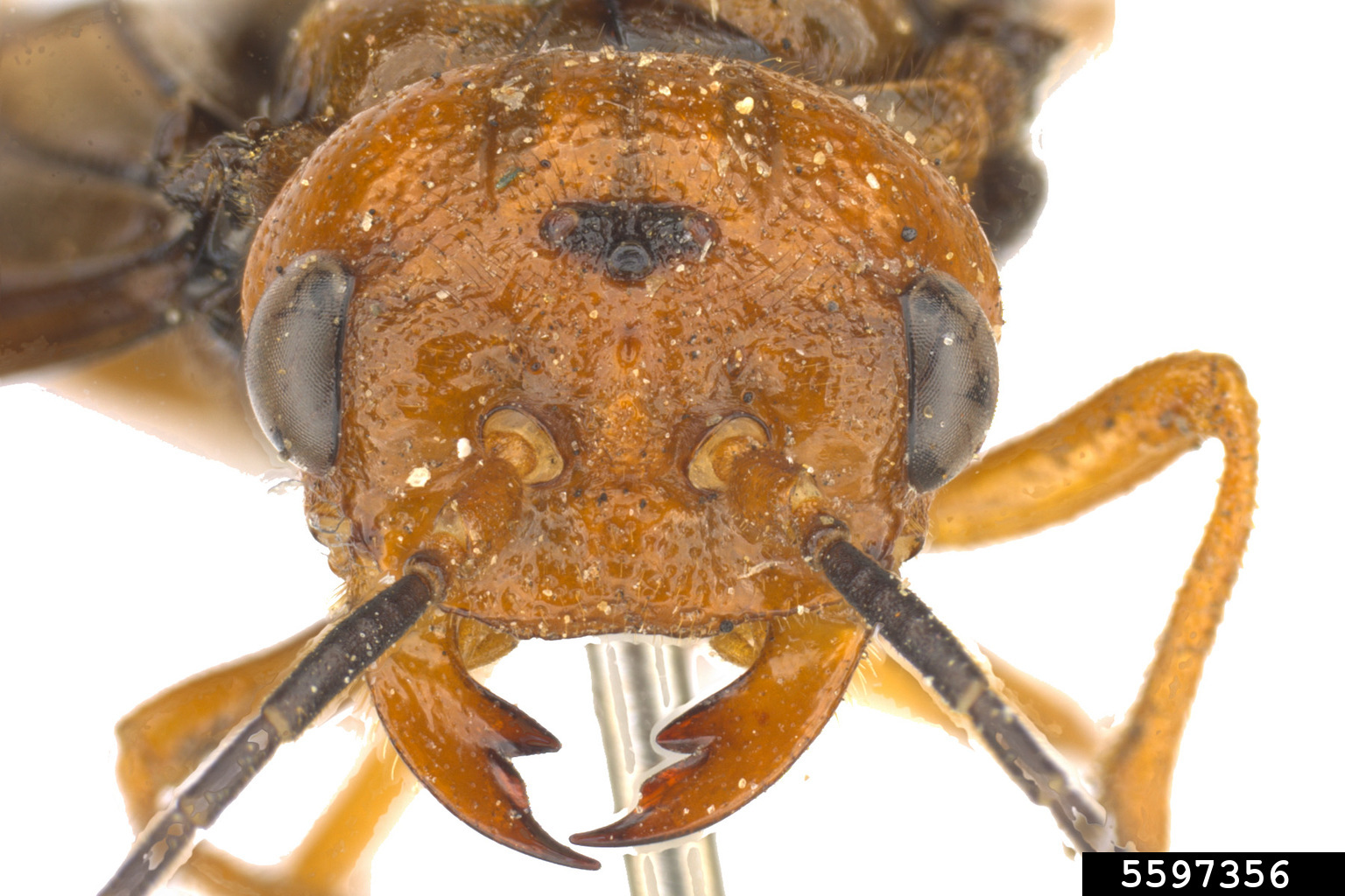 web-spinning sawfly (Cephalcia californica Middlekauff, 1958)