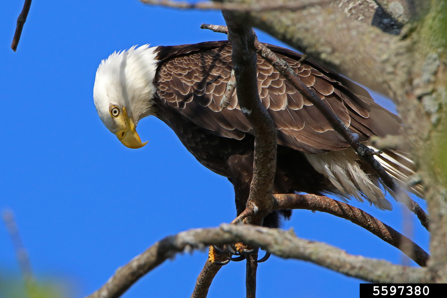 bald eagle (Haliaeetus leucocephalus (Linnaeus, 1766))