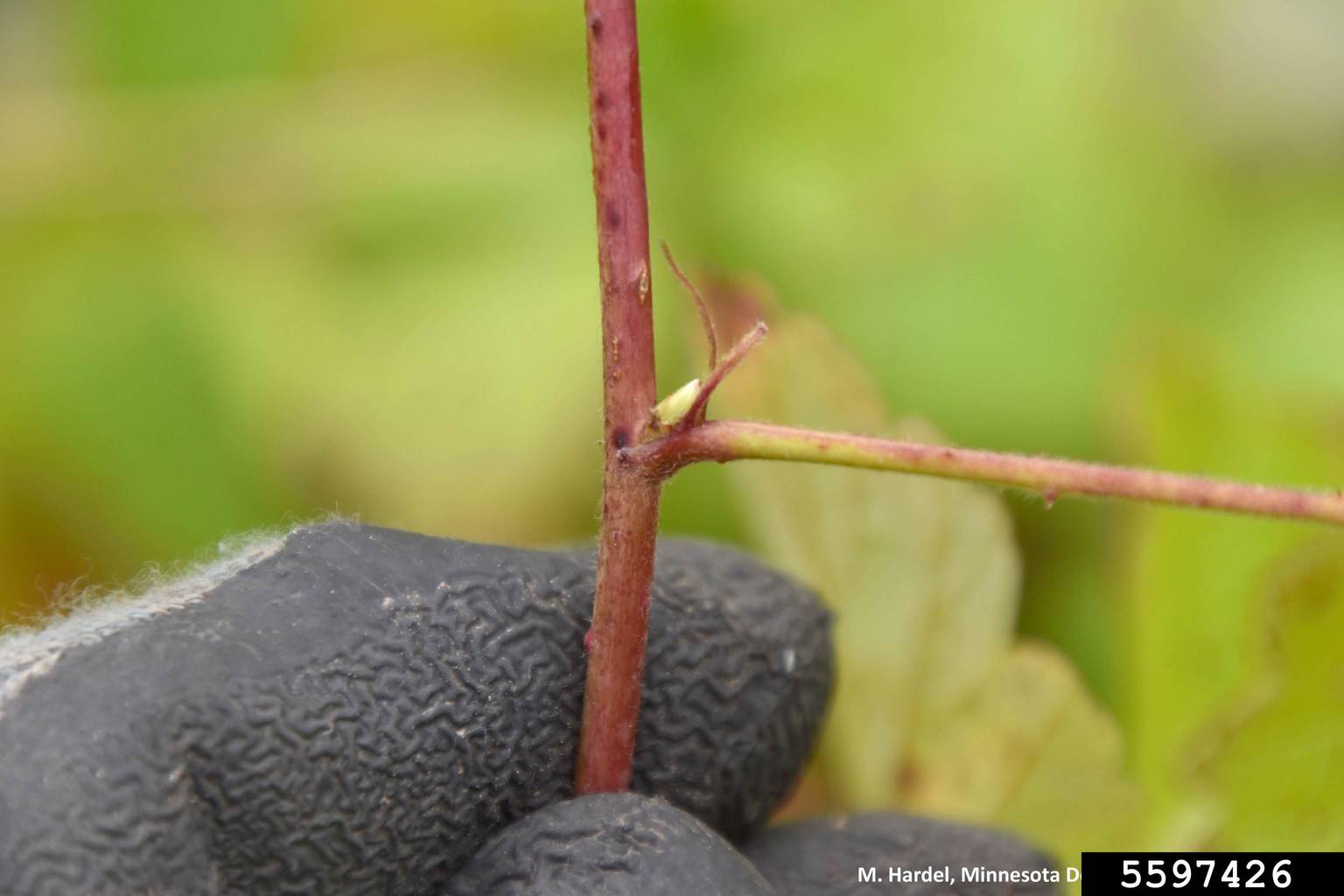 small-leaf bramble (Rubus parvifolius)