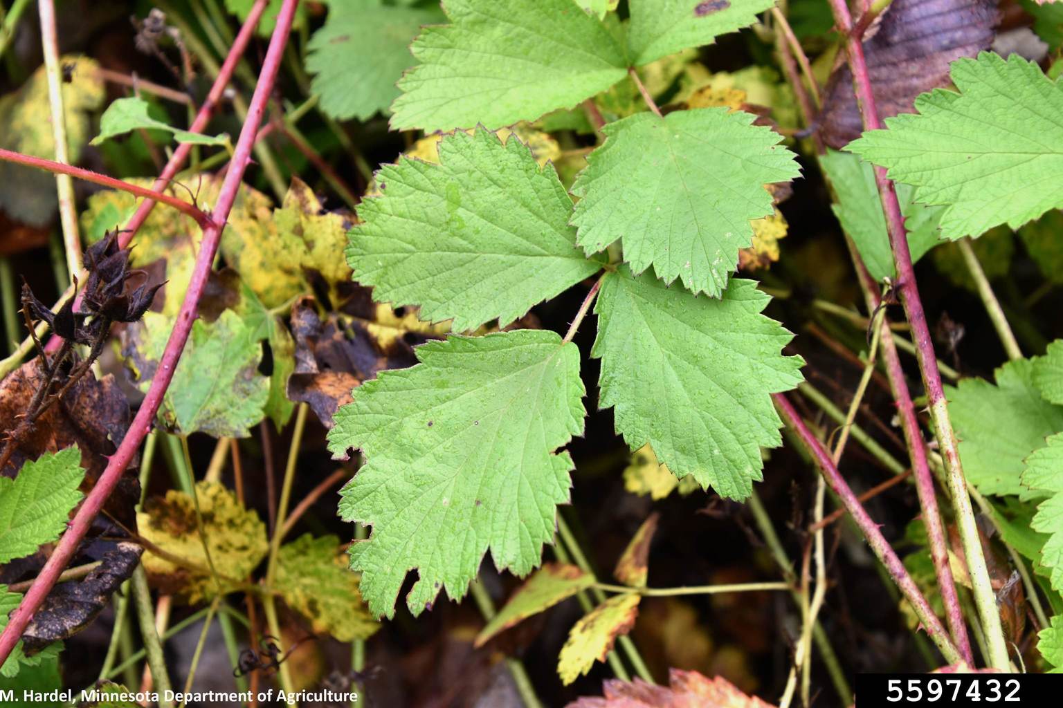 small-leaf bramble (Rubus parvifolius)