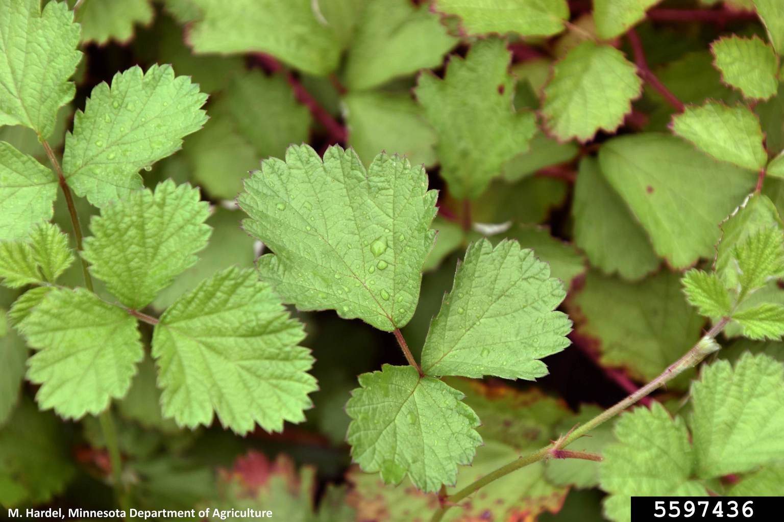 small-leaf bramble (Rubus parvifolius L.)