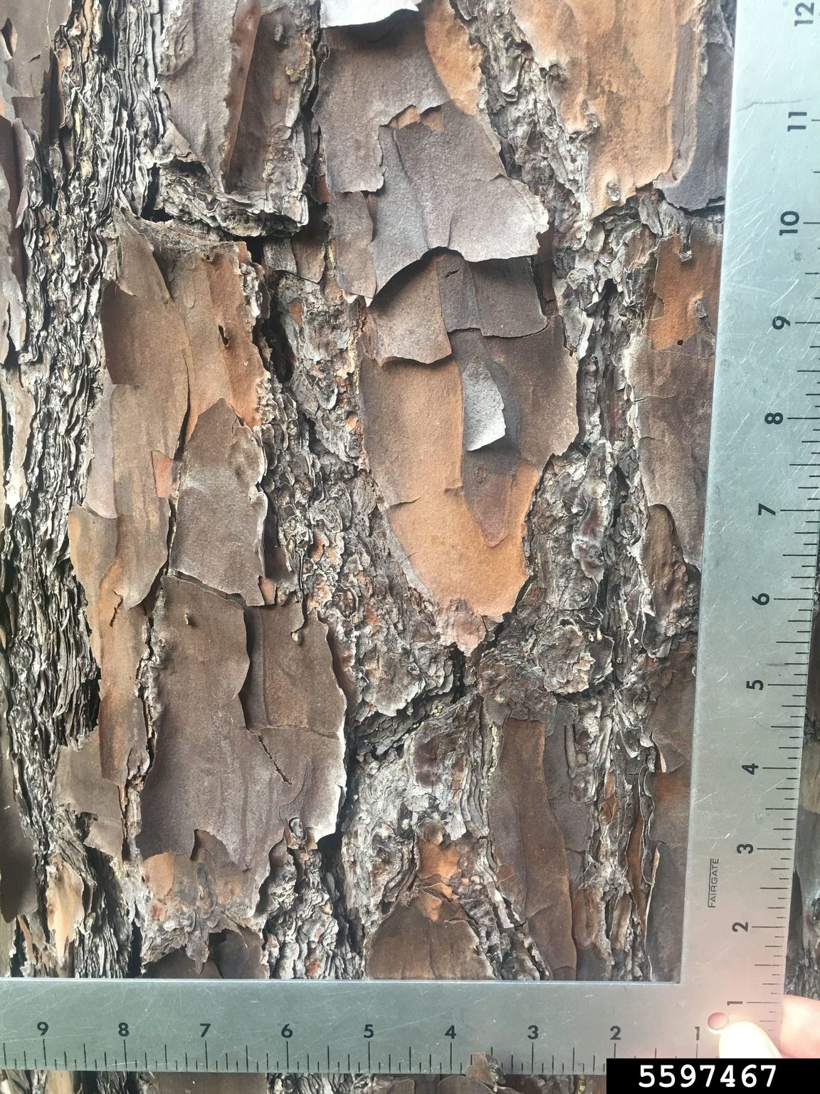 loblolly pine (Pinus taeda L.)