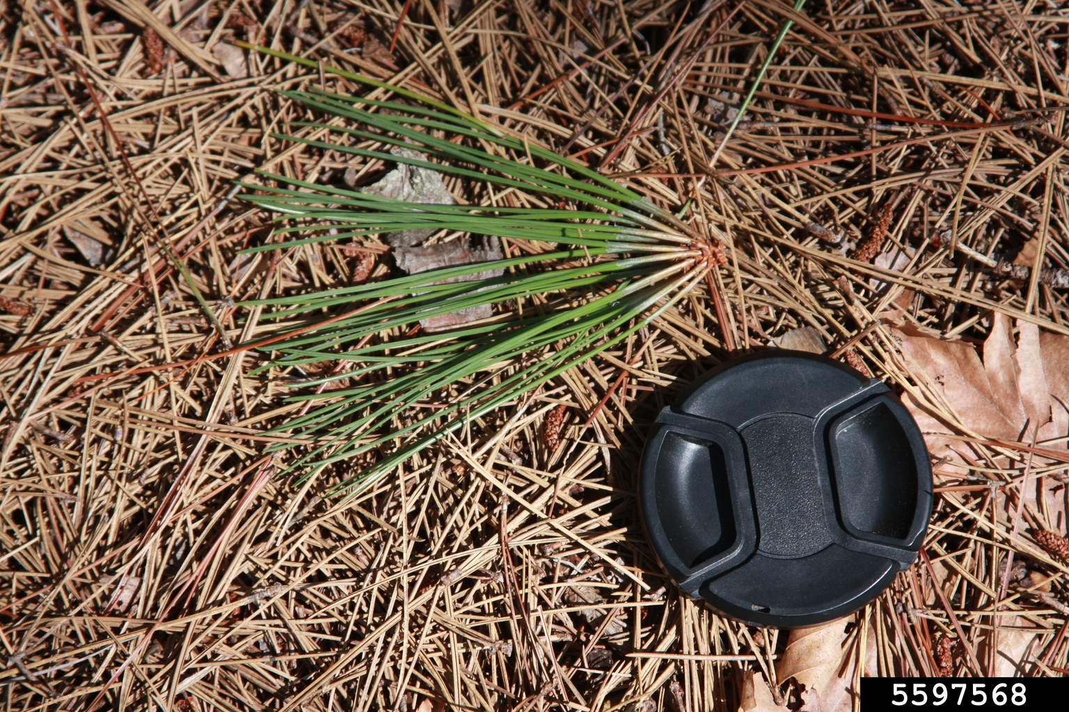 red pine cone beetle (Conophthorus resinosae)