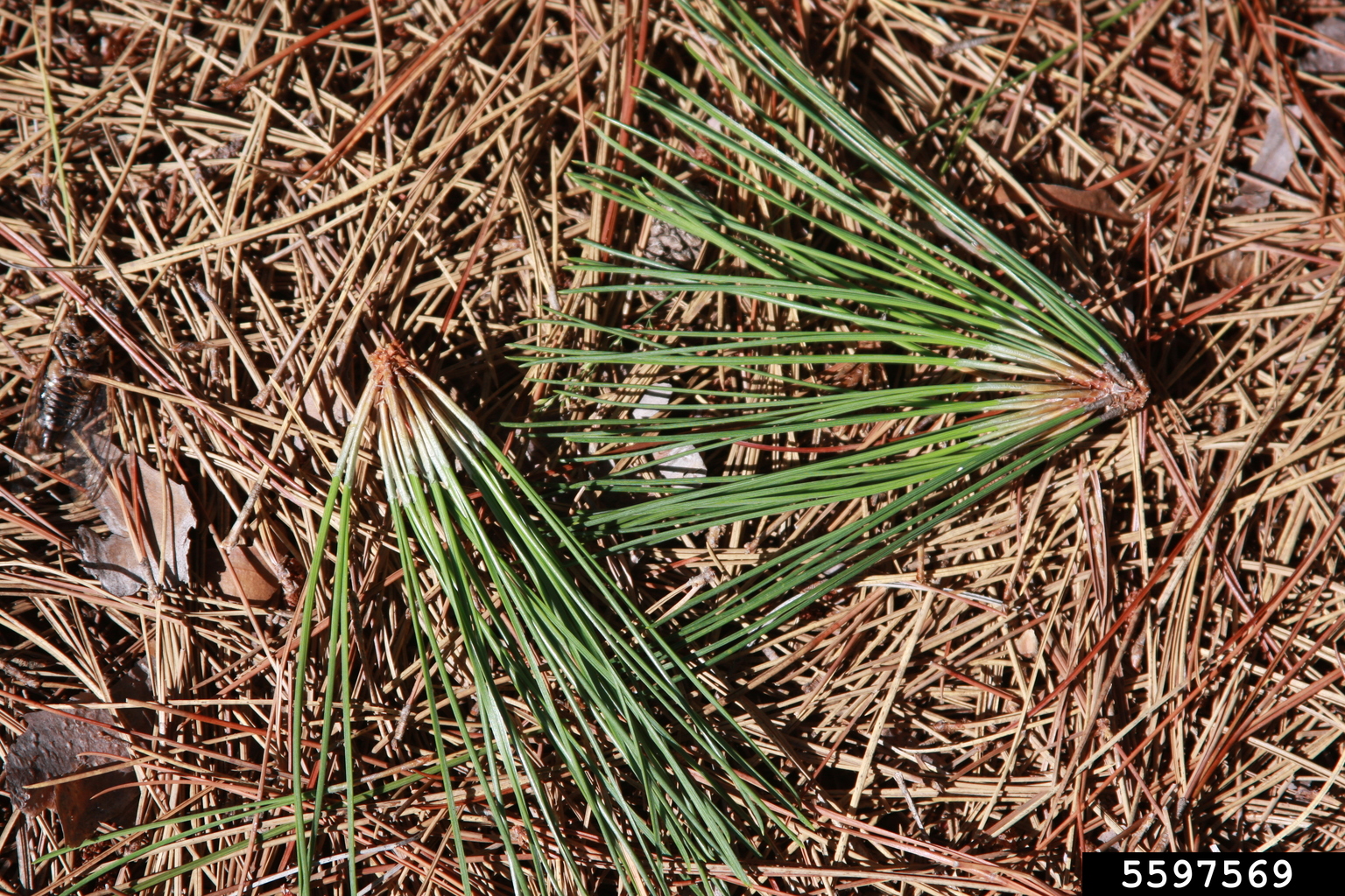 red pine cone beetle (Conophthorus resinosae Hopkins, 1915)
