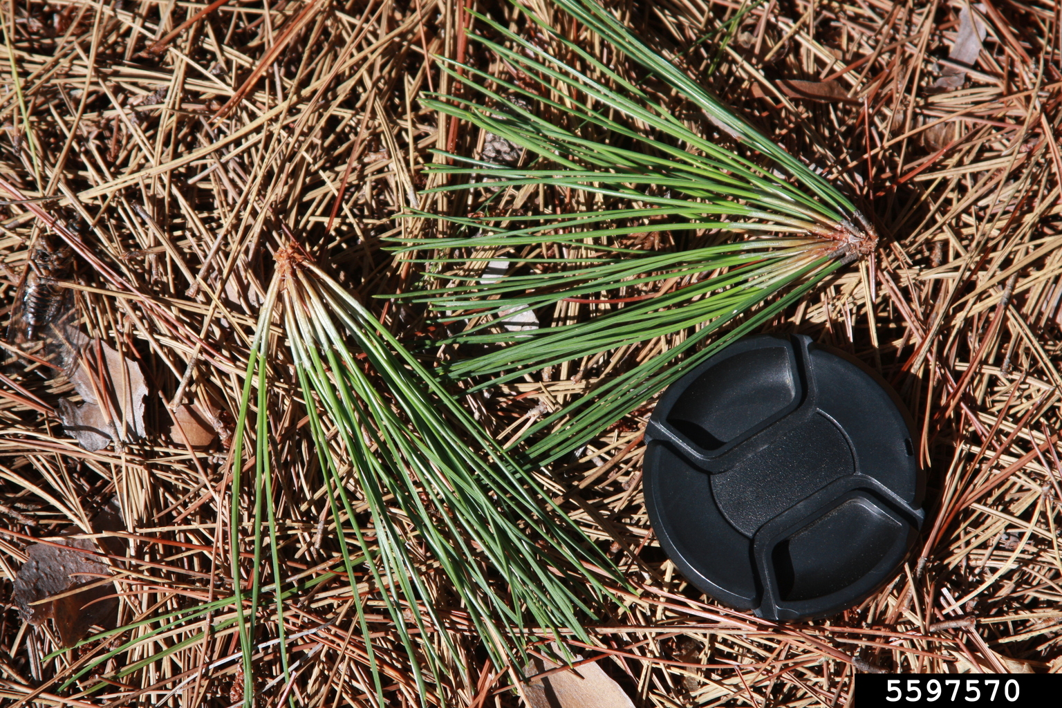 red pine cone beetle (Conophthorus resinosae Hopkins, 1915)