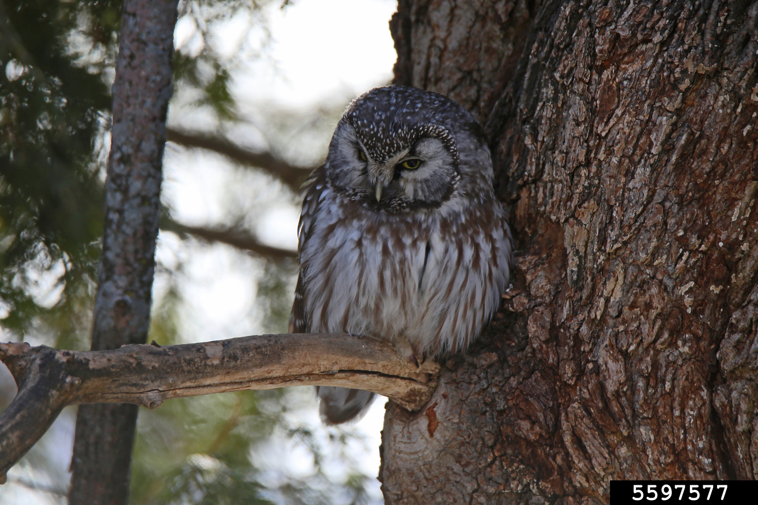 boreal owl (Aegolius funereus (Linnaeus, 1758))