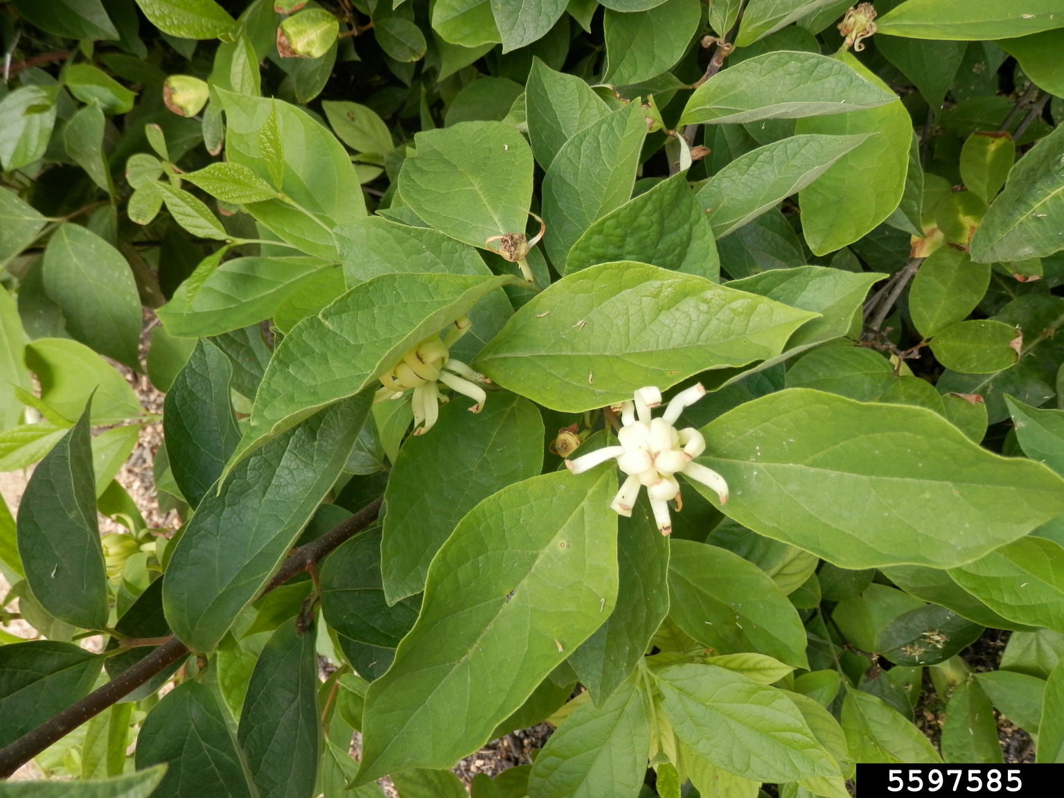 eastern sweetshrub (Calycanthus floridus var. glaucus)
