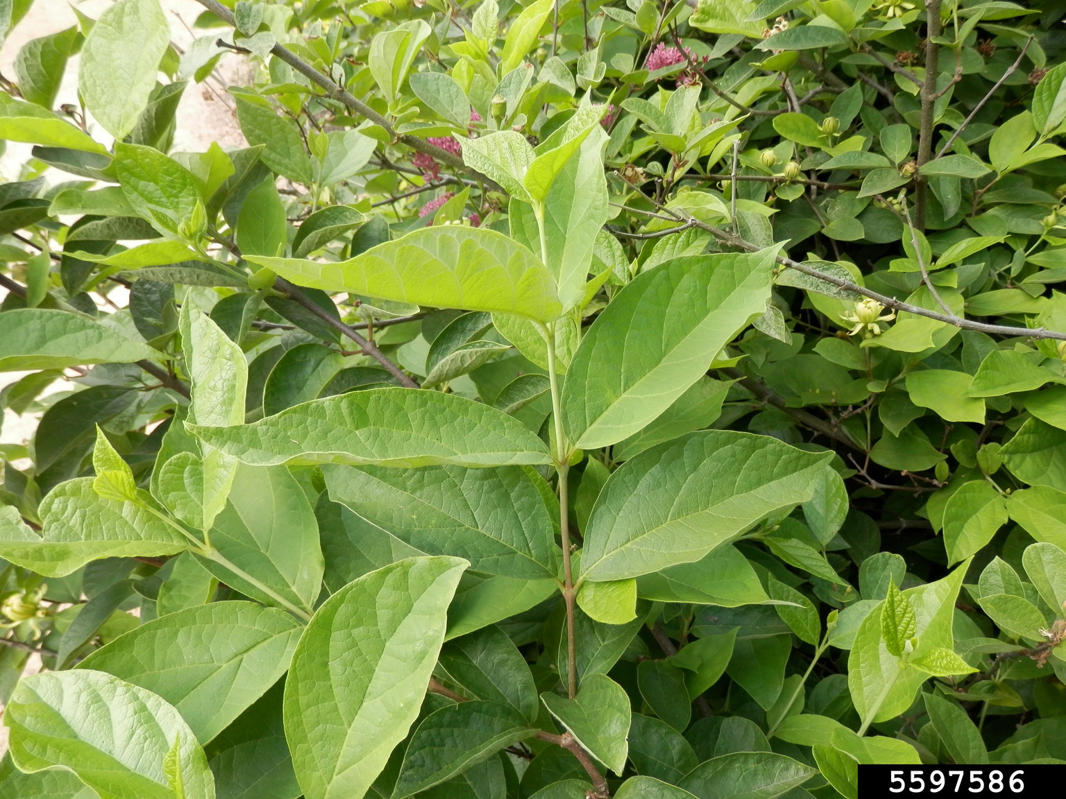 eastern sweetshrub (Calycanthus floridus var. glaucus (Willd.) Torr ...