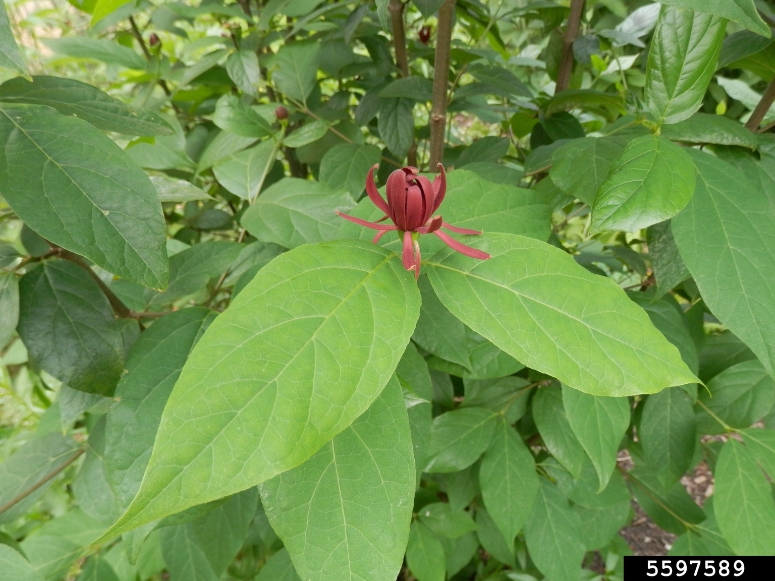 eastern sweetshrub (Calycanthus floridus)
