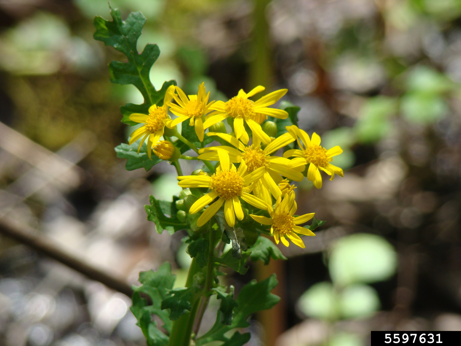 cressleaf groundsel (Packera glabella (Poir) C. Jeffrey)