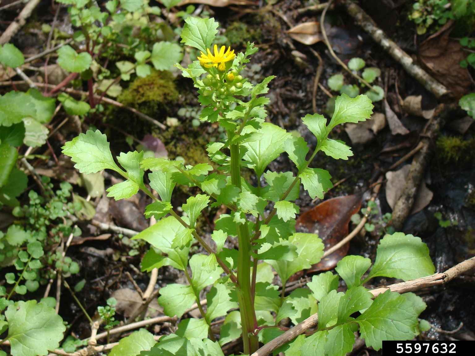 cressleaf groundsel (Packera glabella (Poir) C. Jeffrey)
