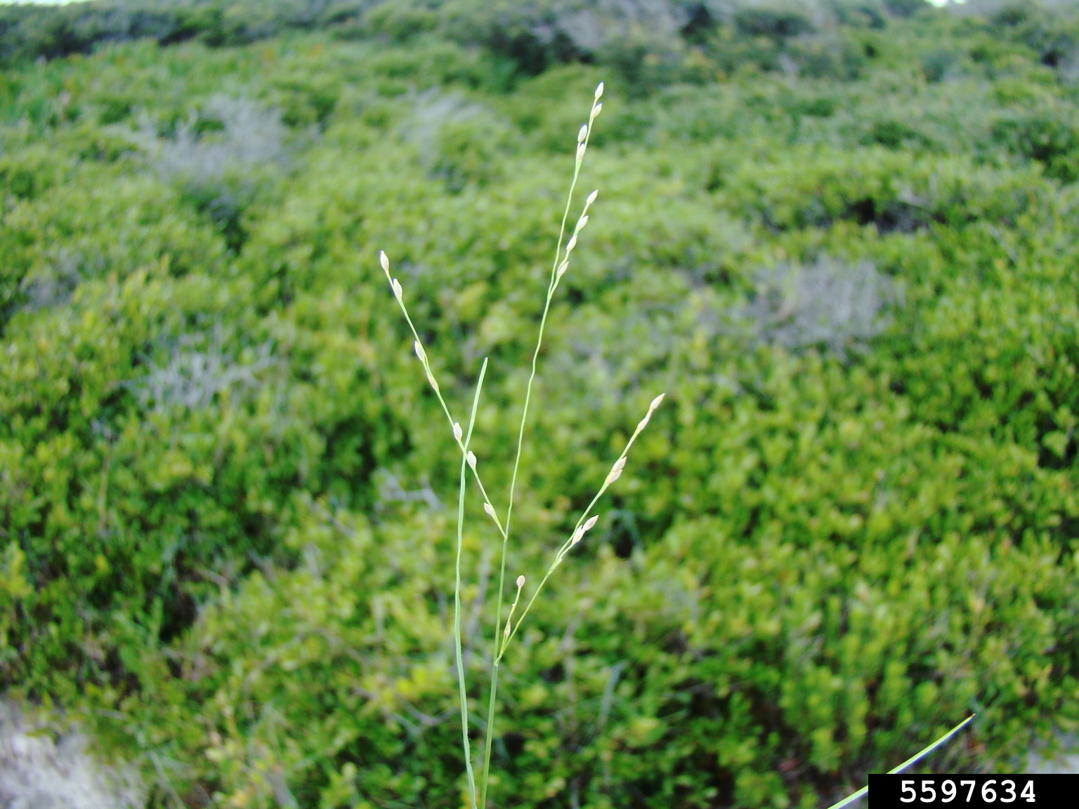torpedograss (Panicum repens L.)