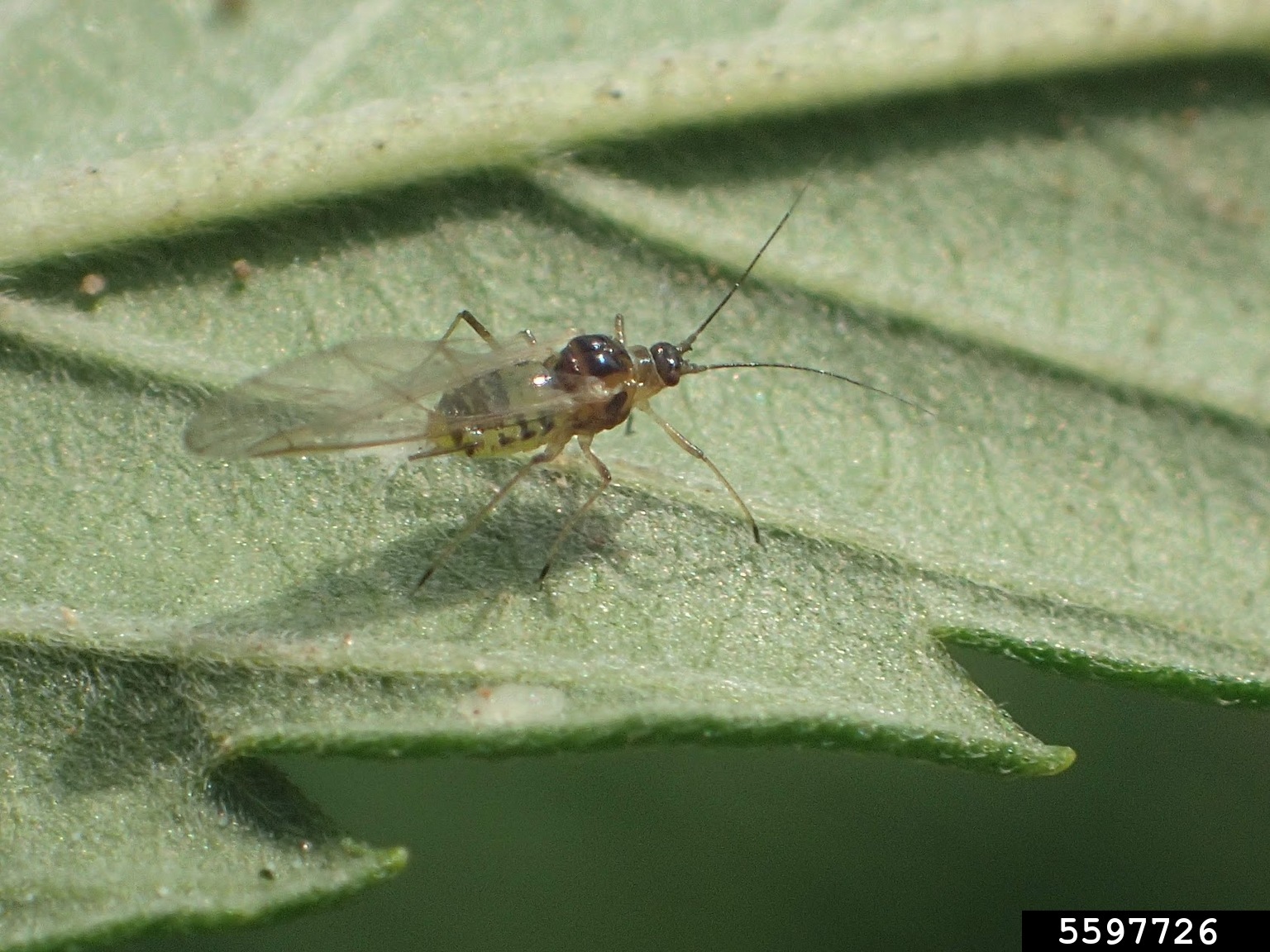 cannabis aphid (Phorodon cannabis (Passerini))