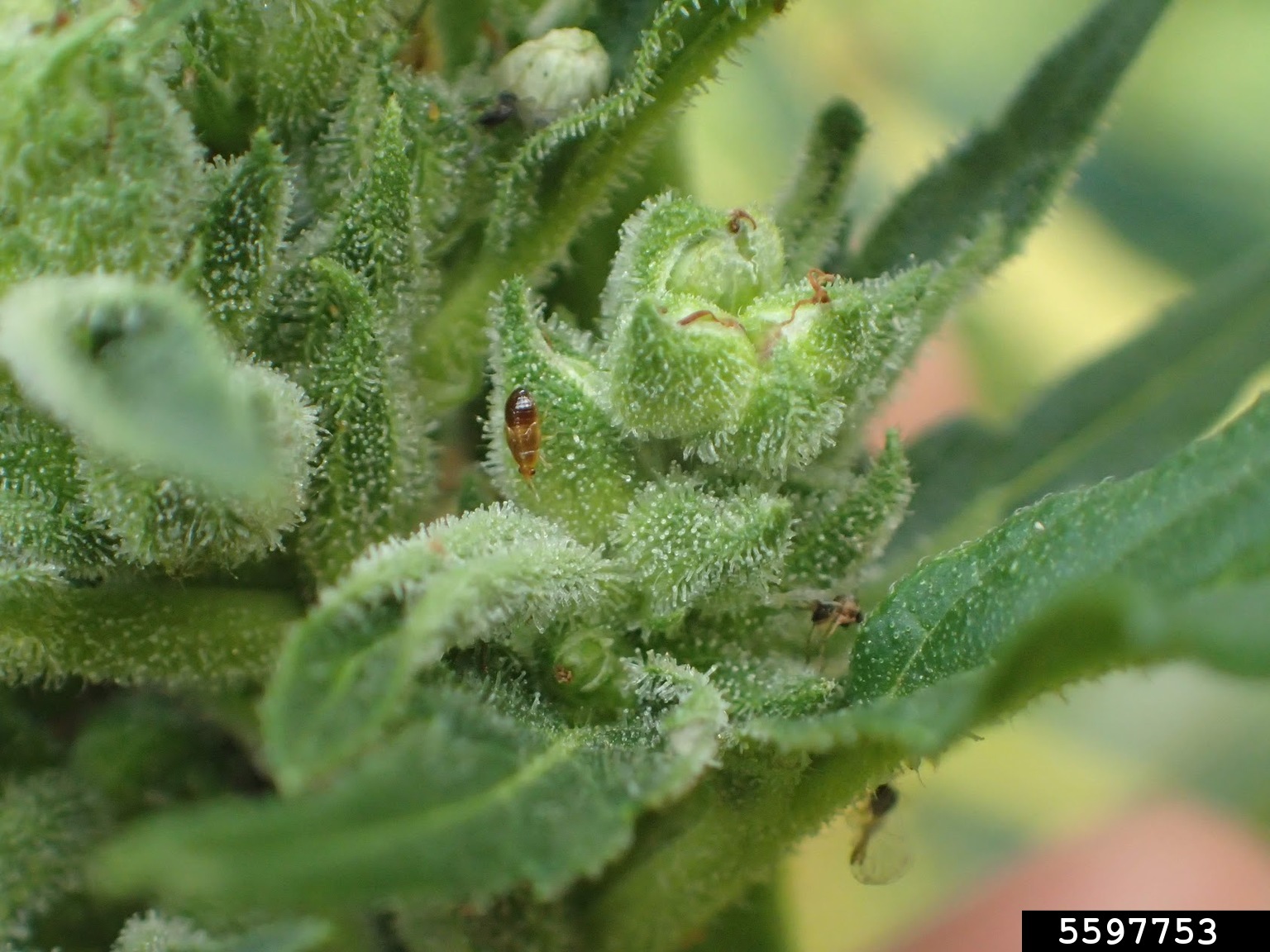 insidious flower bug (Orius insidiosus ) on hemp/marijuana (sativa ...
