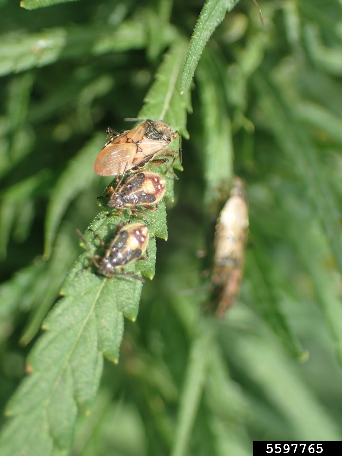 hyaline grass bug (Liorhyssus hyalinus (Fabricius))
