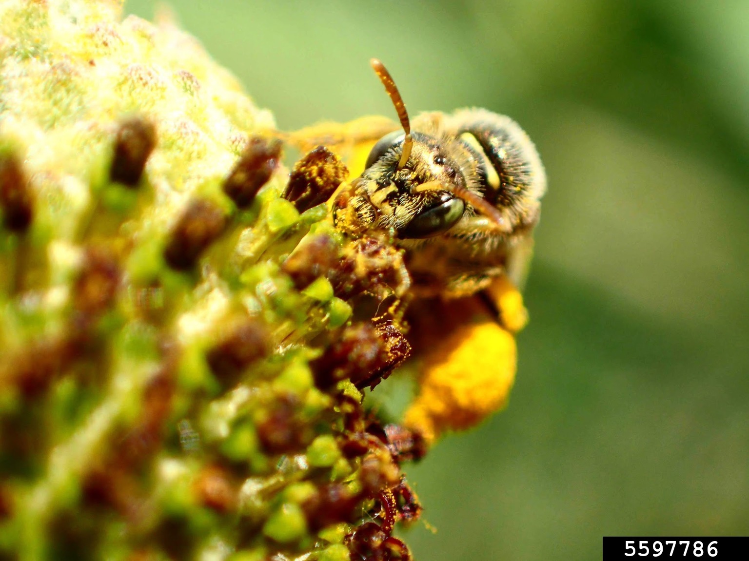 sweat bees (family Halictidae) (Family Halictidae)