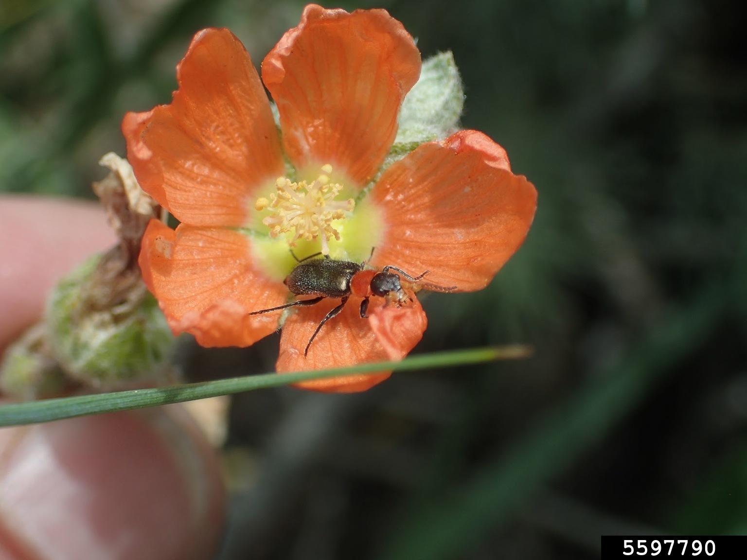 scarlet malachite beetle (Malachius aeneus (Linnaeus 1758))