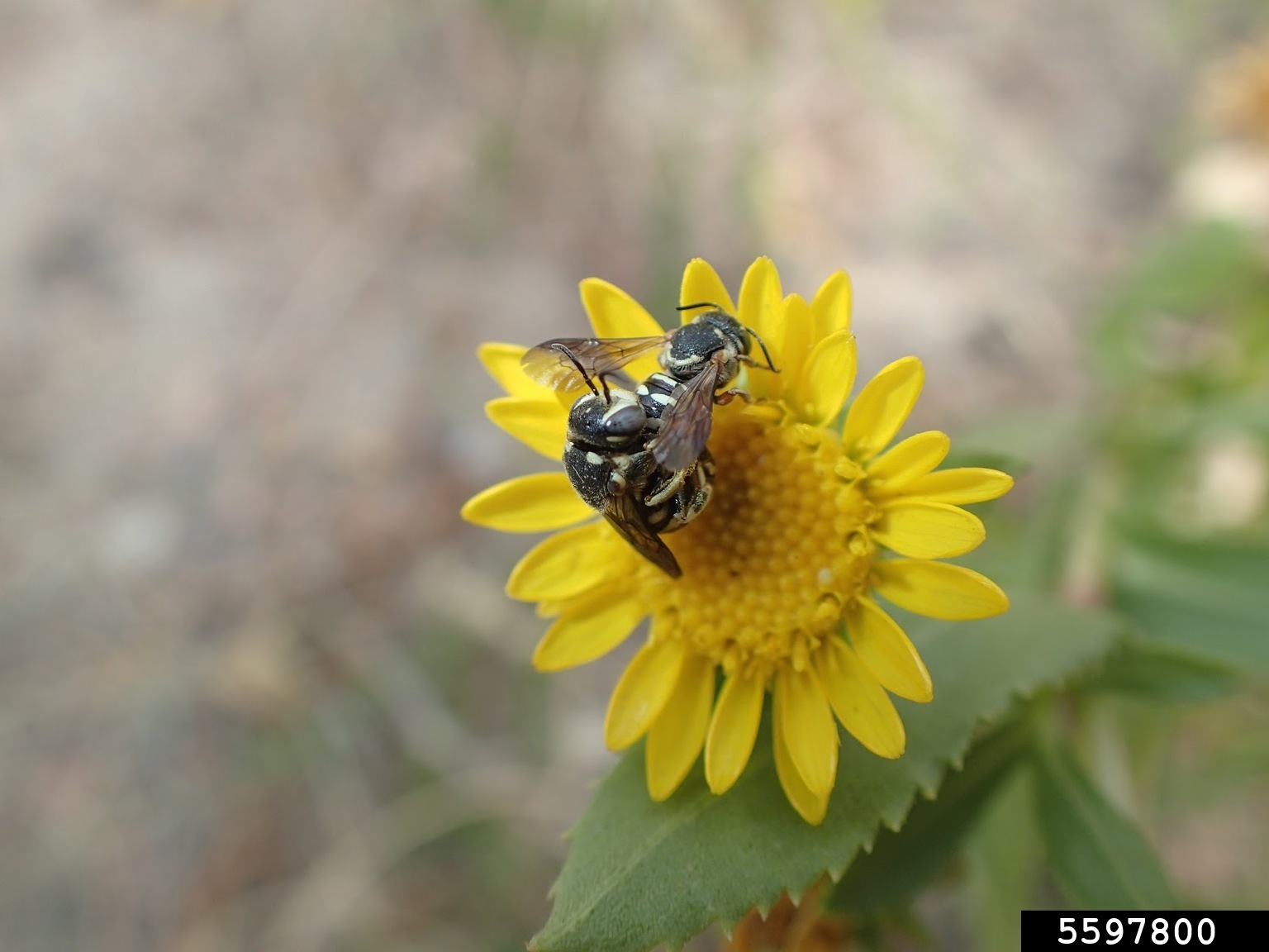 leafcutting bees (Genus Anthidium Fabricius, 1804)