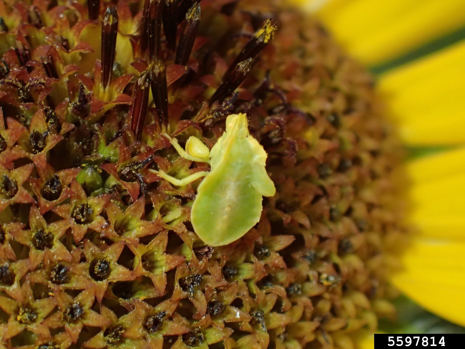 ambush bug (Phymata americana Melin)