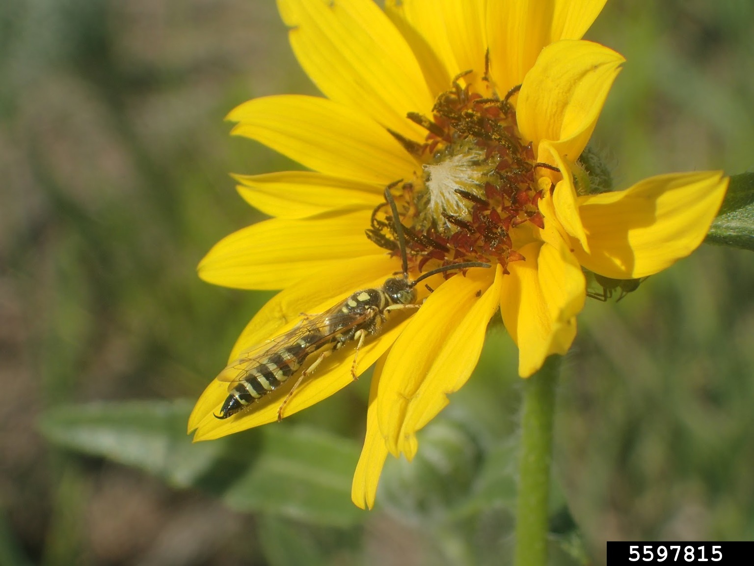 Tiphiid wasp (Genus Myzinum Latreille, 1803)