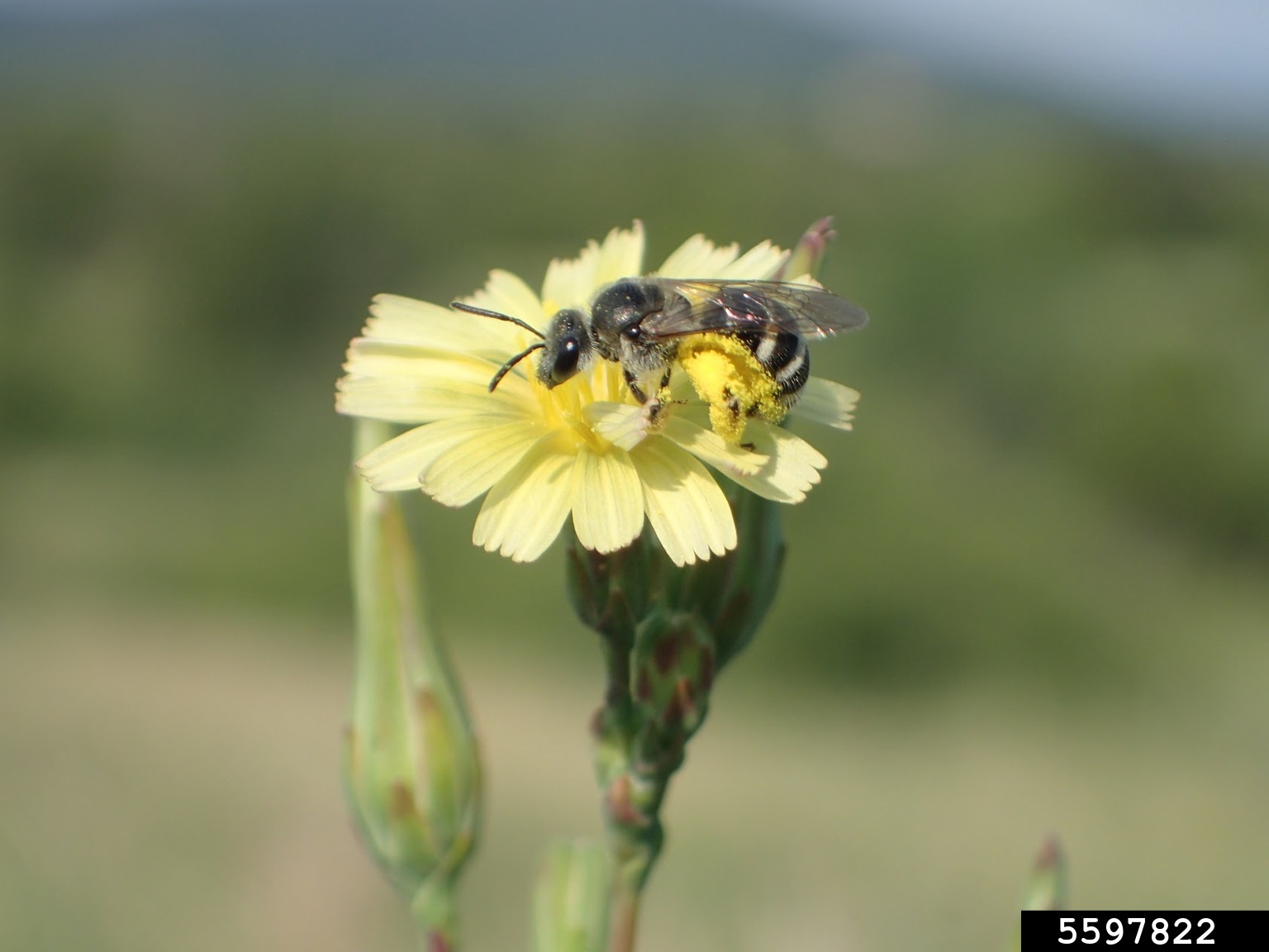 sweat bees (Genus Lasioglossum Curtis, 1833)