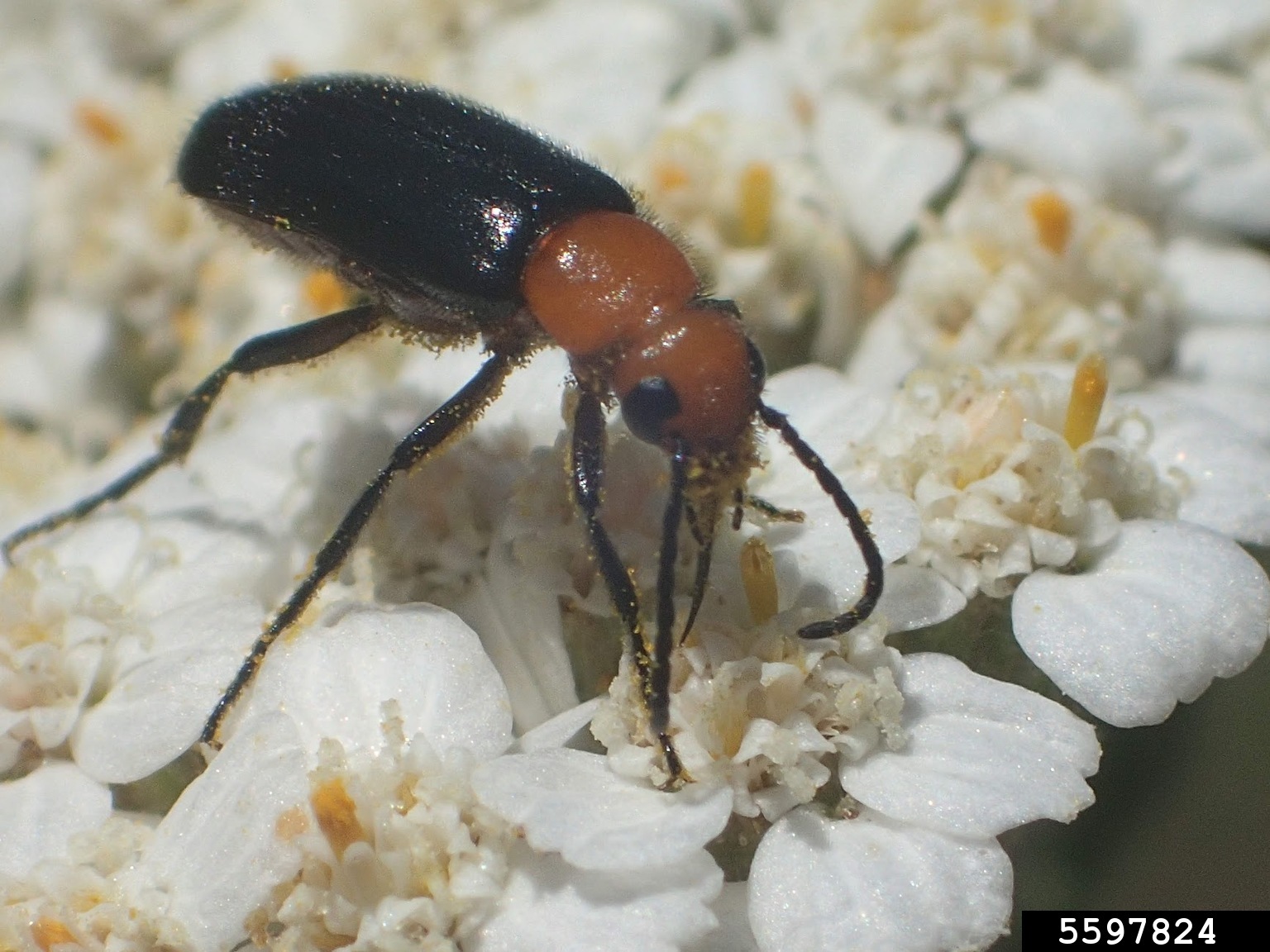 blister beetle (Nemognatha nigripennis Leconte, 1853)