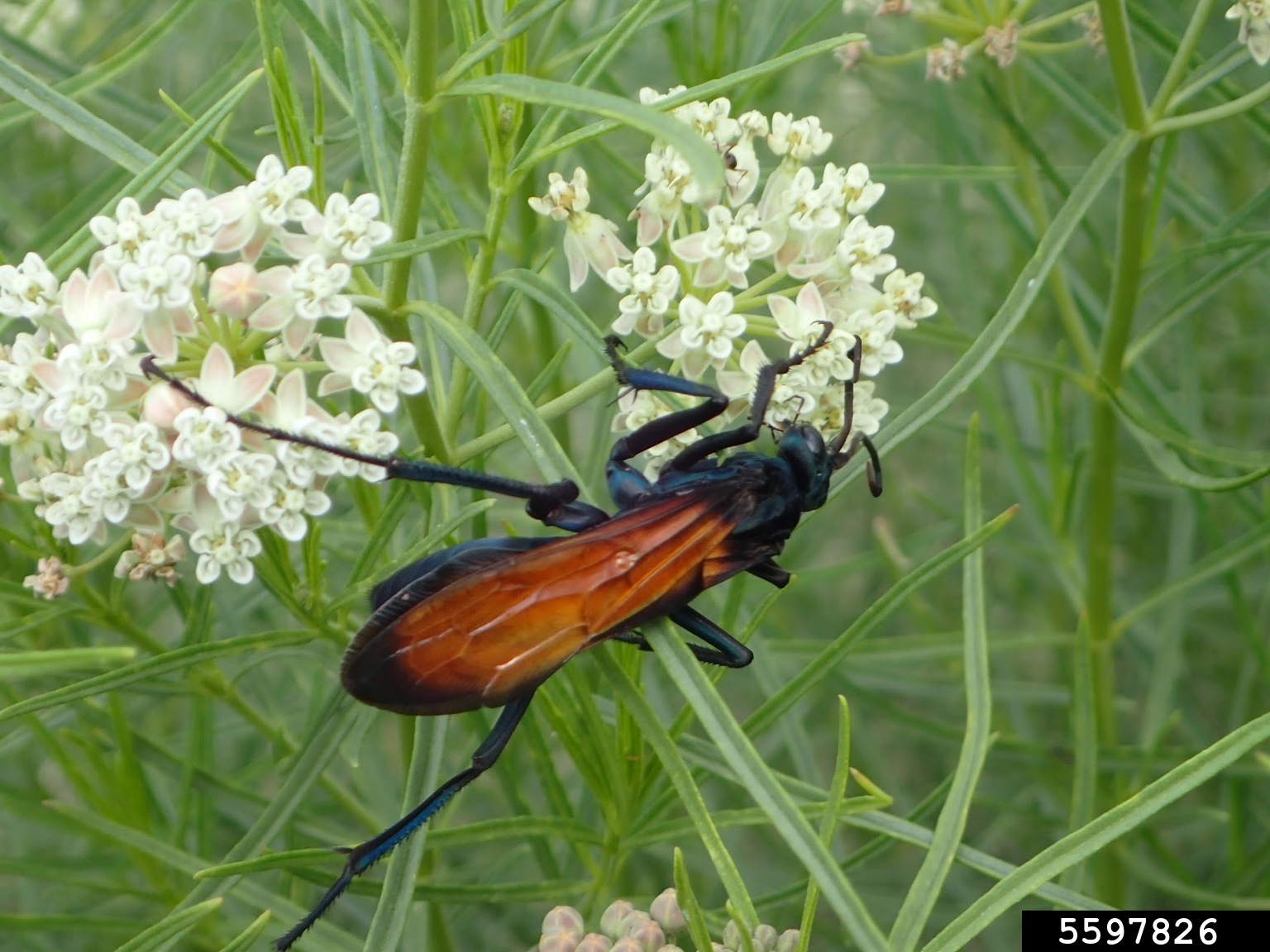 tarantula hawks (Genus Pepsis Fabricius, 1804)