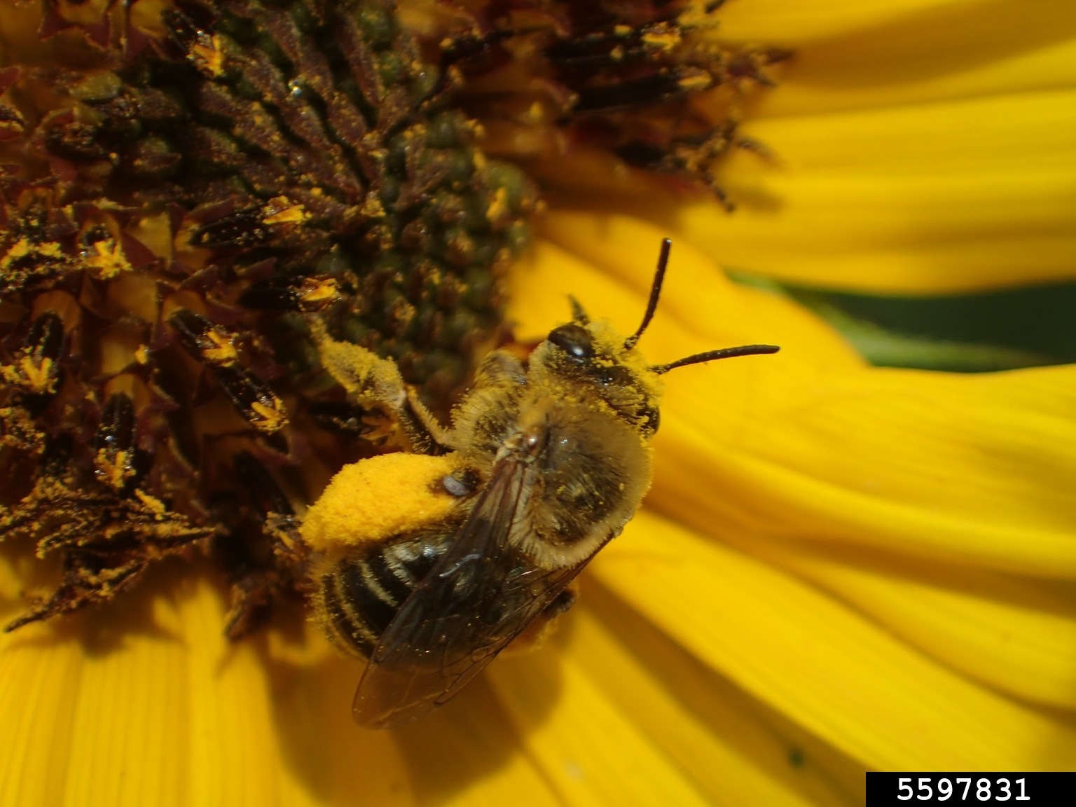 sunflower mining bee (Andrena helianthi Robertson, 1891)