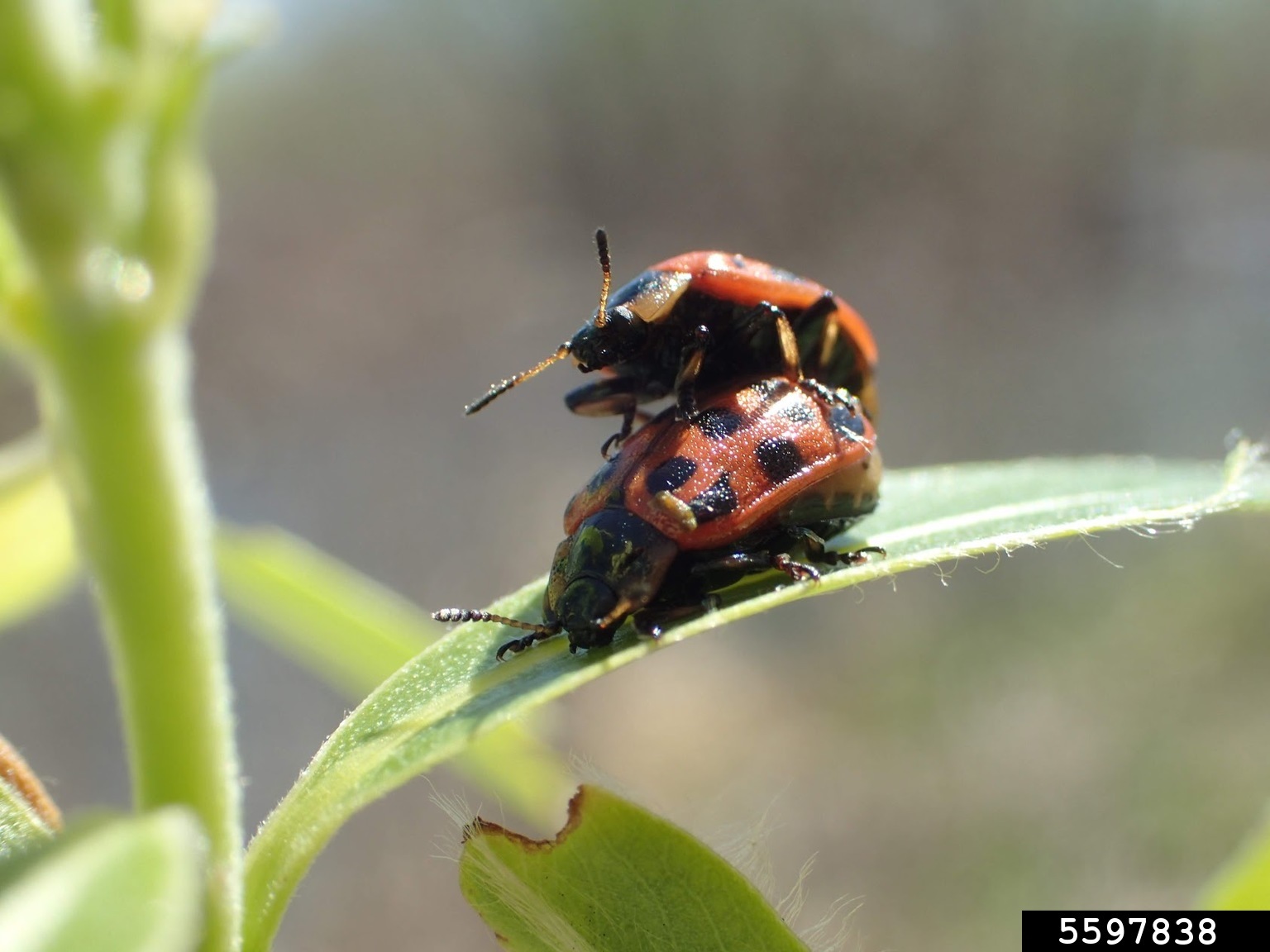 Knab's leaf beetle (Chrysomela knabi)