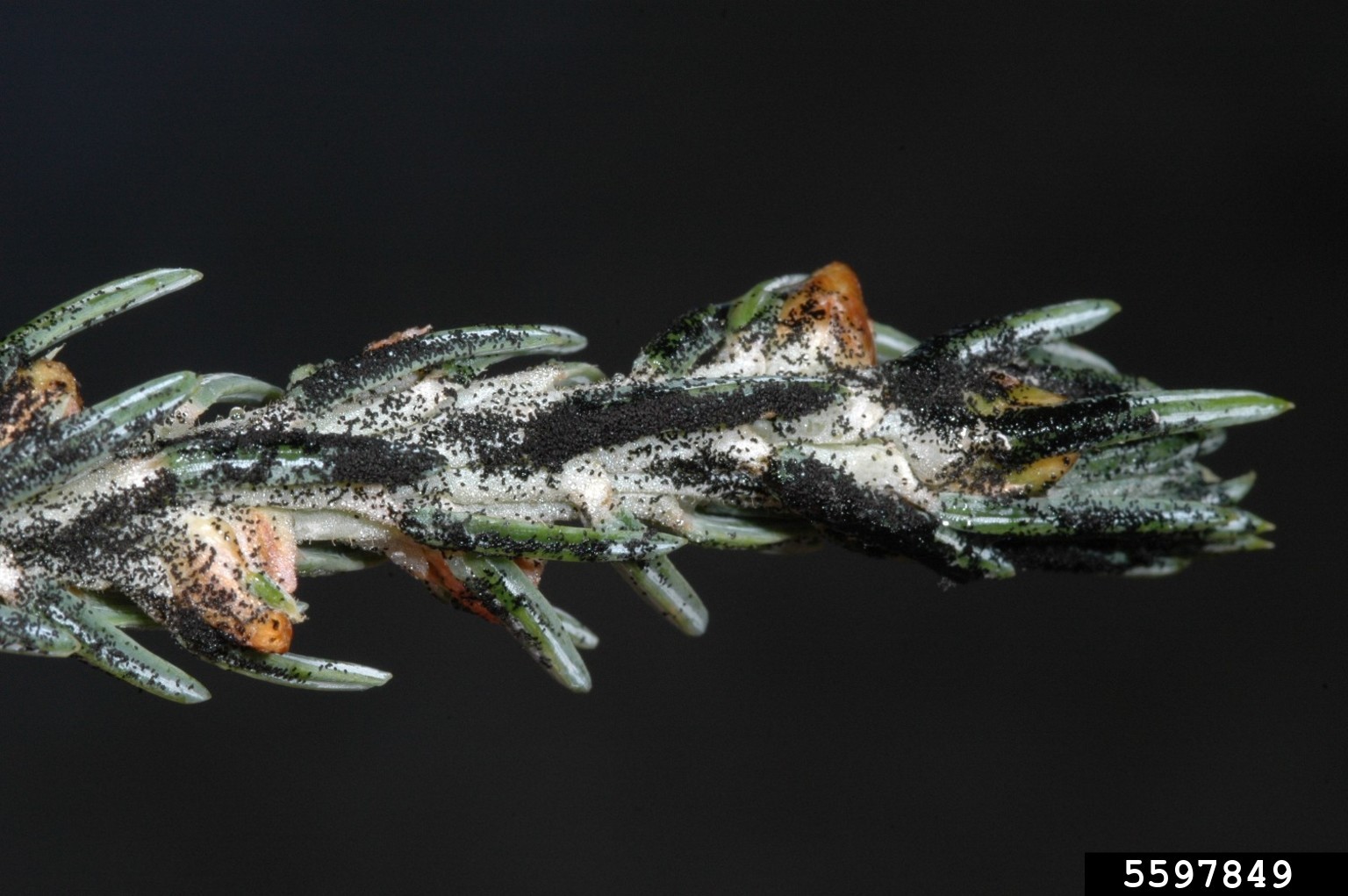 small-headed flies (Family Acroceridae)