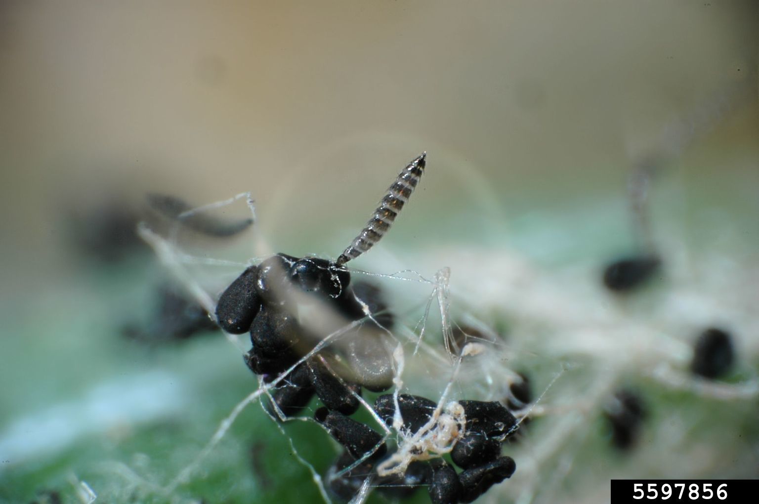 small-headed flies (Family Acroceridae)