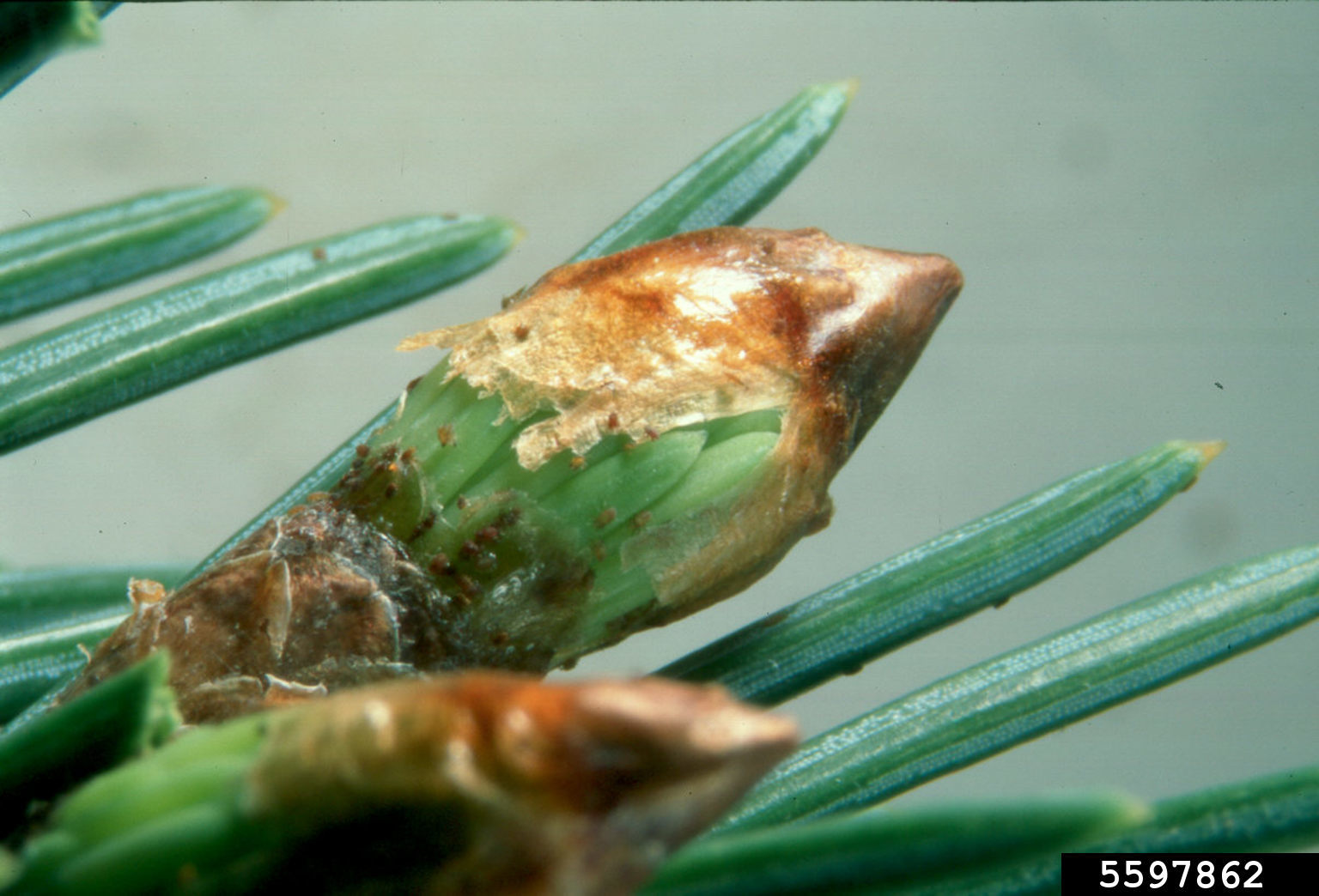 Cooley spruce gall adelgid (Adelges cooleyi (Gillette, 1907))