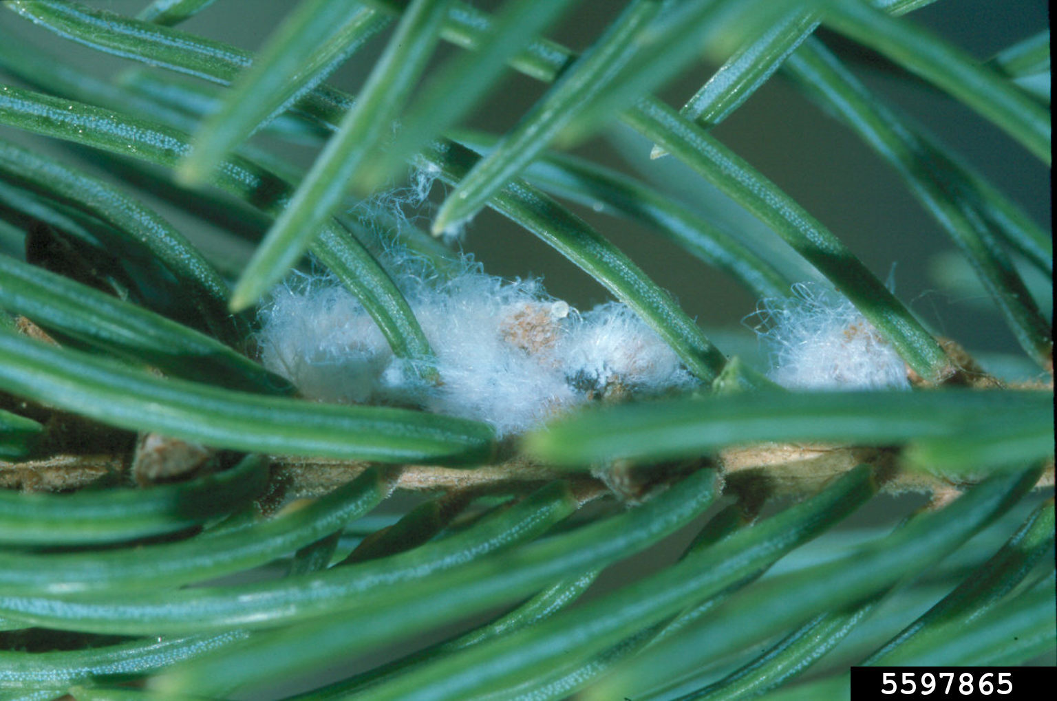 Cooley spruce gall adelgid (Adelges cooleyi (Gillette, 1907))