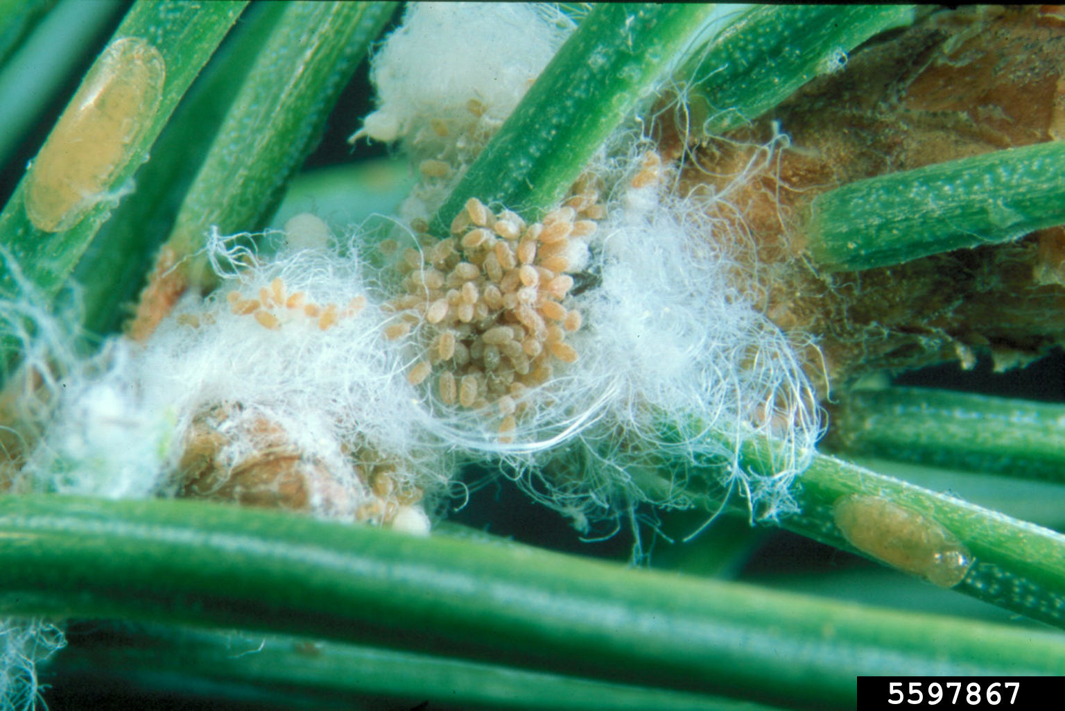 Cooley spruce gall adelgid (Adelges cooleyi (Gillette, 1907))