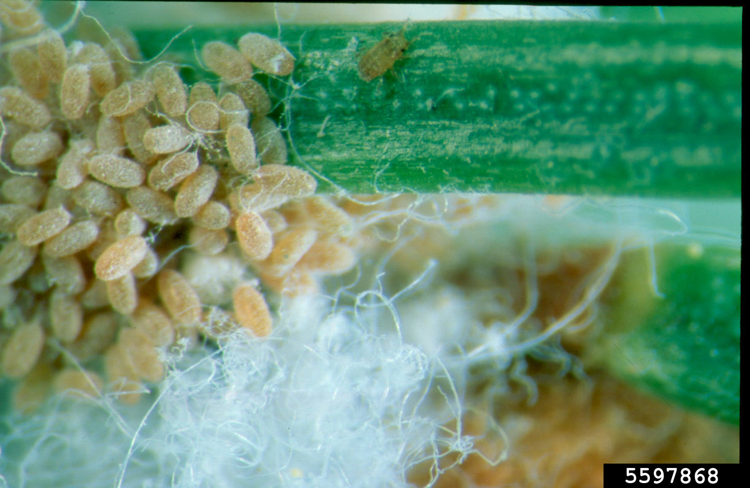 Cooley spruce gall adelgid (Adelges cooleyi (Gillette, 1907))
