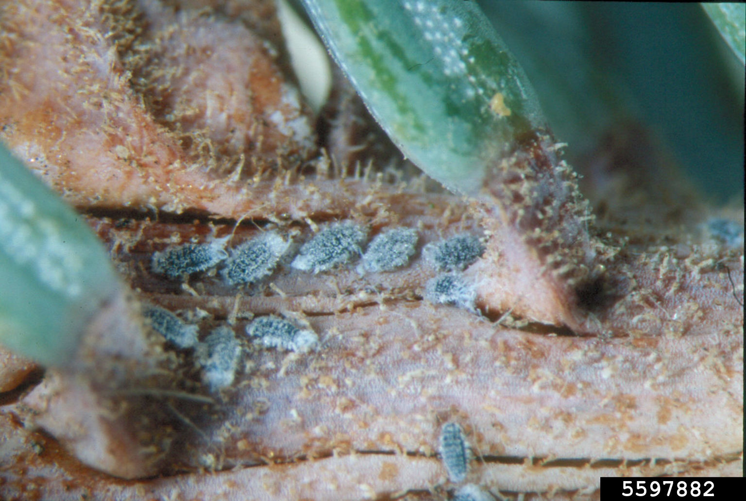 Cooley spruce gall adelgid (Adelges cooleyi (Gillette, 1907))