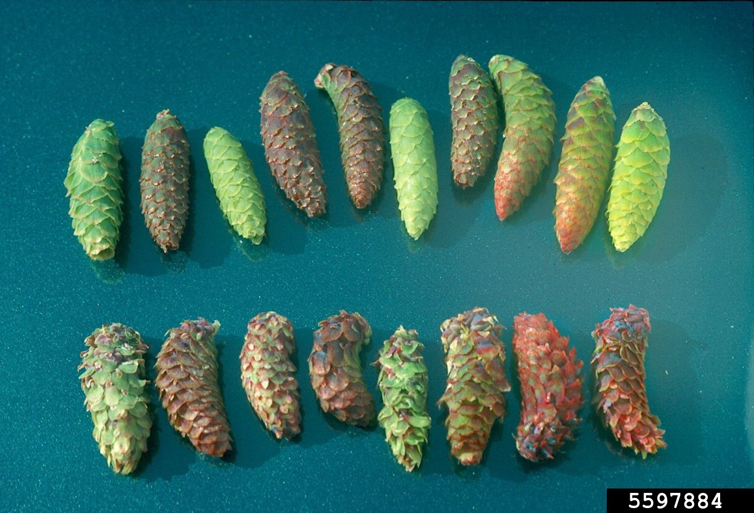 Cooley spruce gall adelgid (Adelges cooleyi)