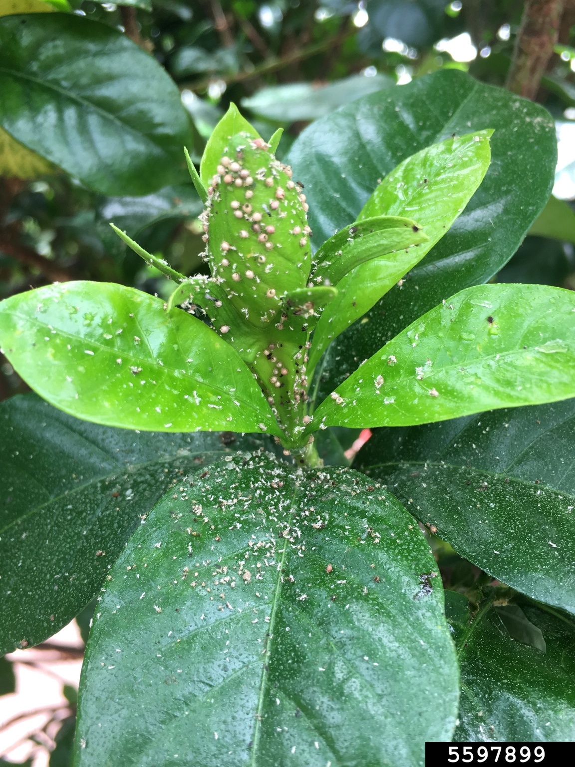 aphids (Family Aphididae)