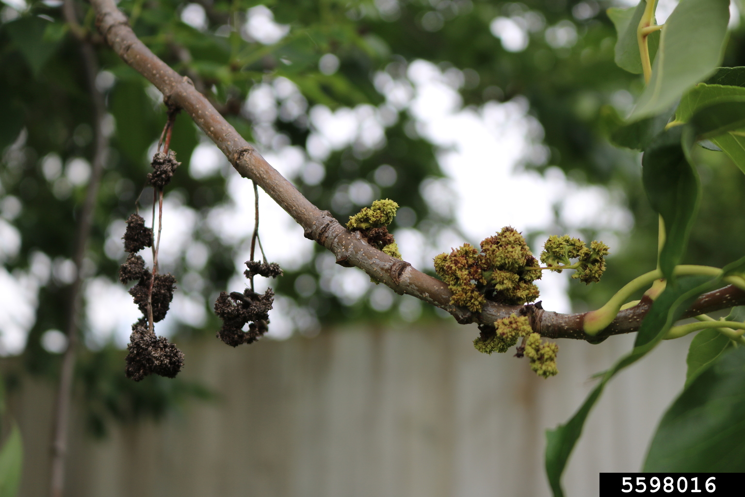 ash flower gall mite (Eriophyes fraxiniflora)