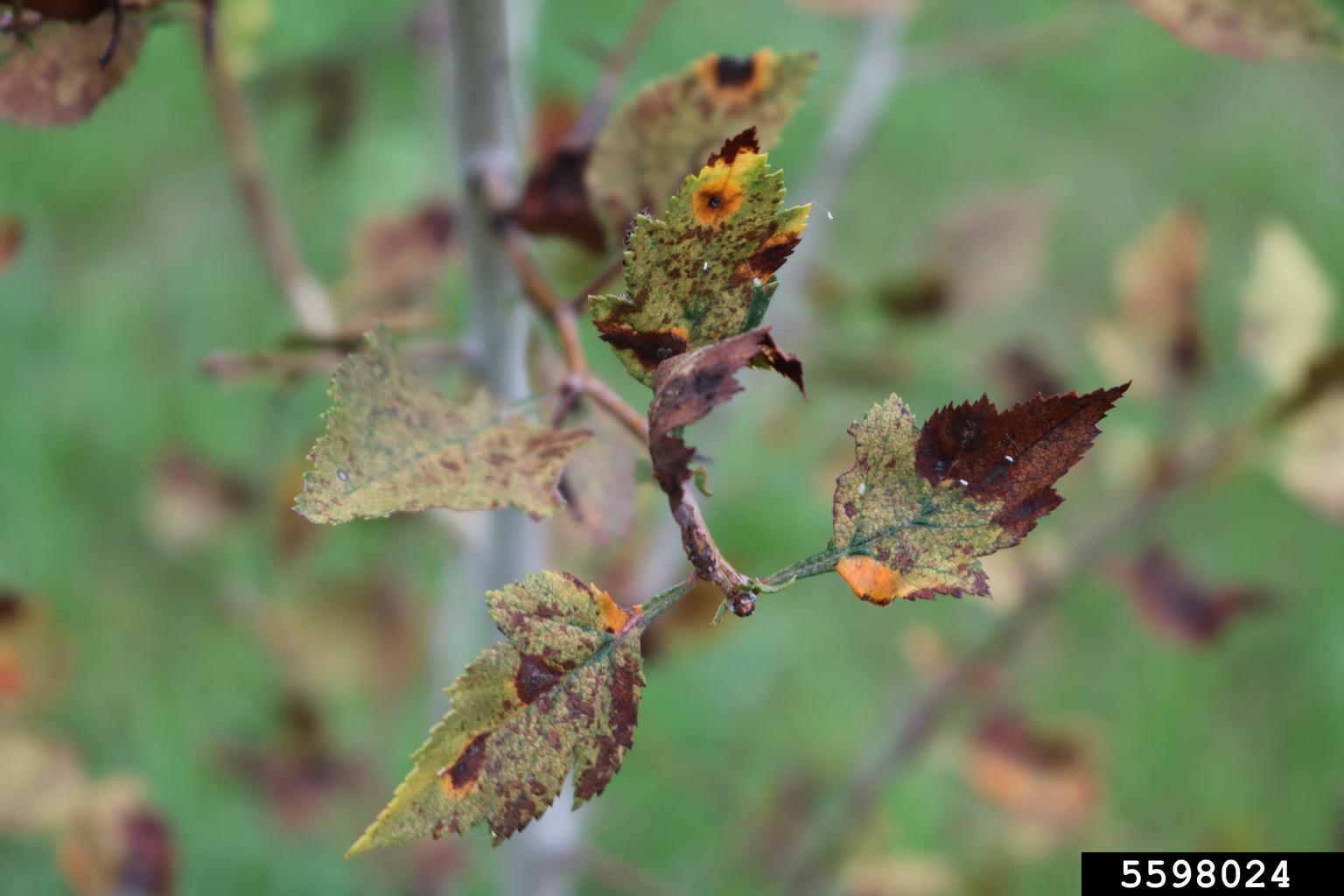 American hawthorn rust (Gymnosporangium globosum)