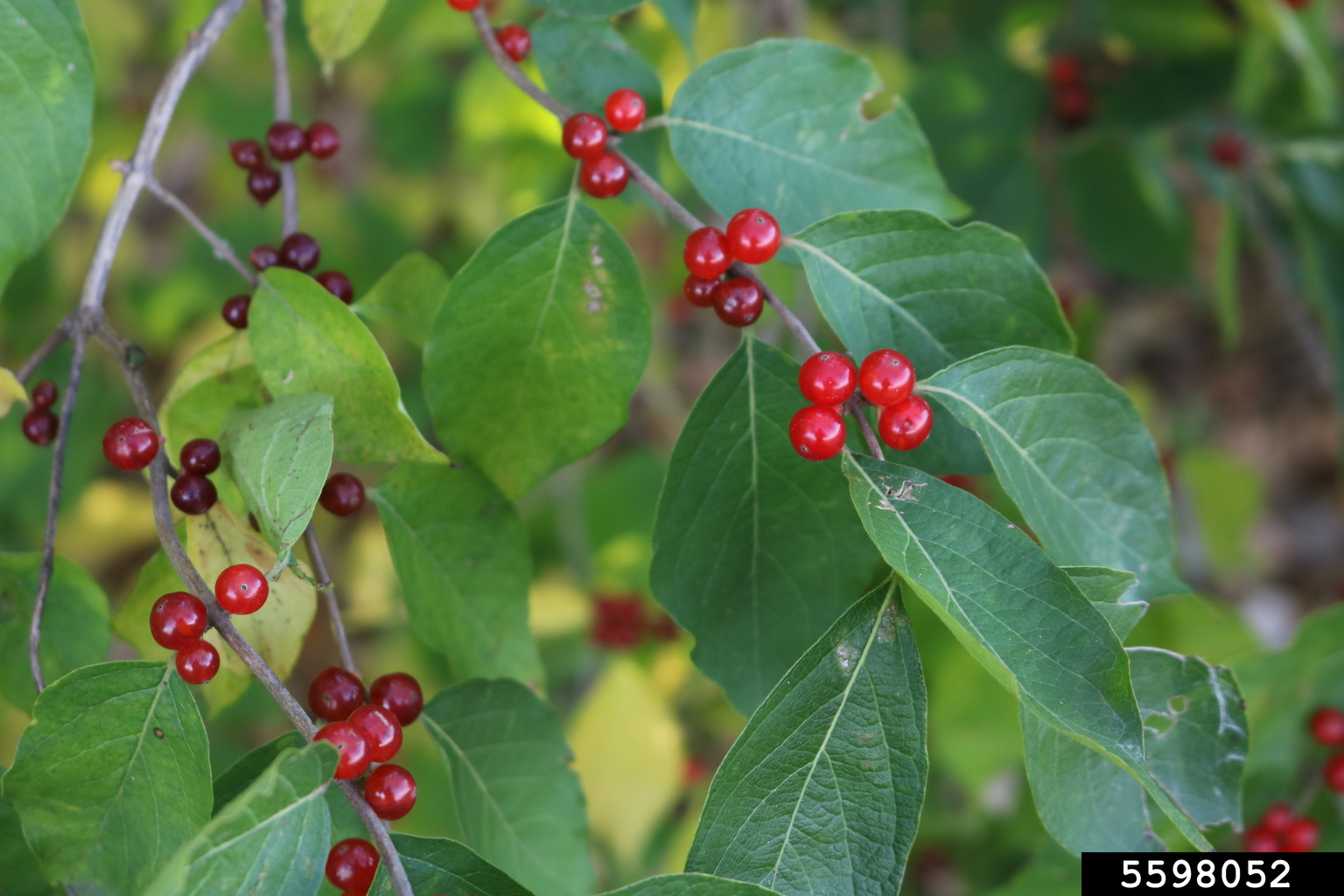 bush honeysuckles (exotic) (Genus Lonicera L.)