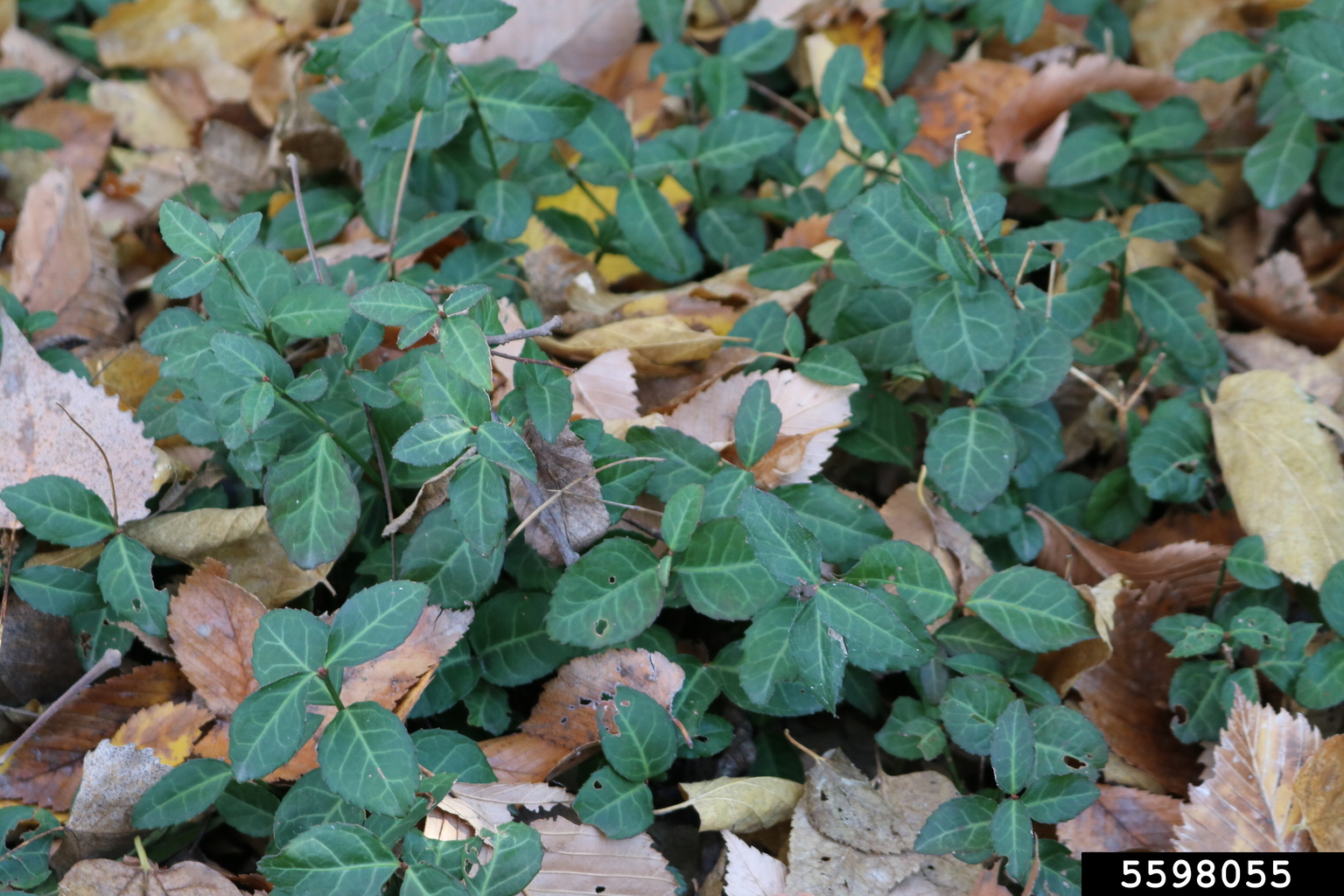 winter creeper (Euonymus fortunei (Turcz.) Hand.-Maz.)