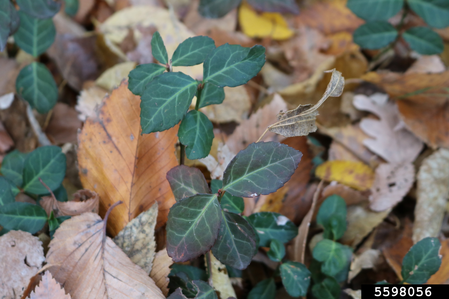 winter creeper (Euonymus fortunei (Turcz.) Hand.-Maz.)