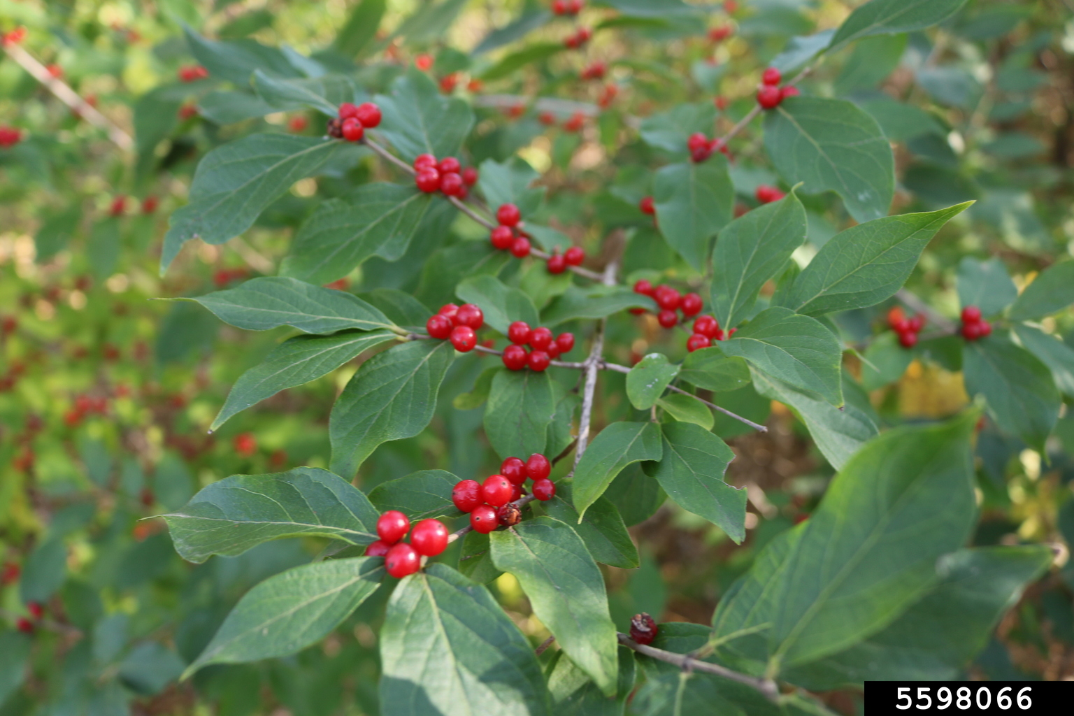 bush honeysuckles (exotic) (Genus Lonicera L.)