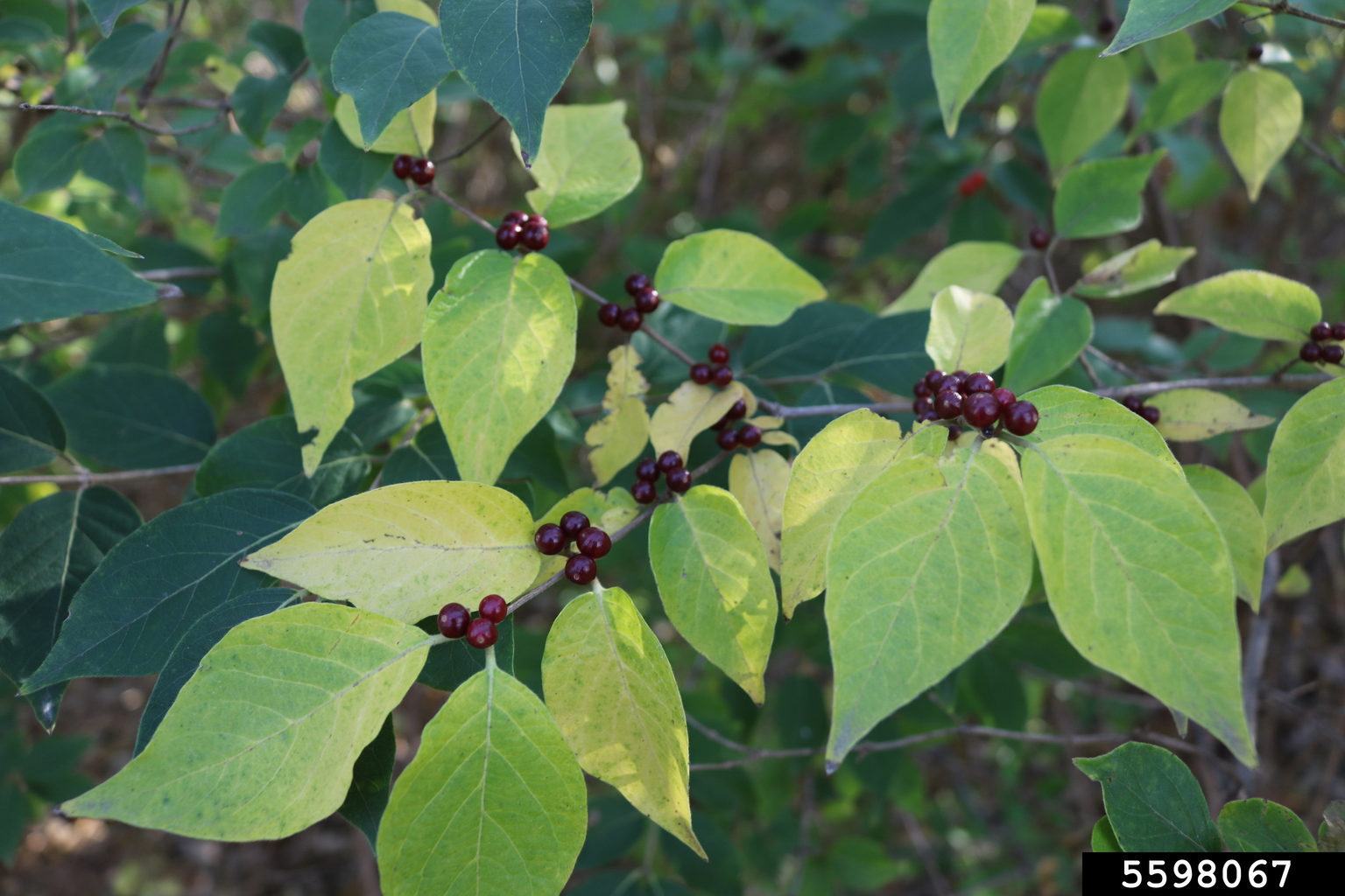 bush honeysuckles (exotic) (Genus Lonicera L.)