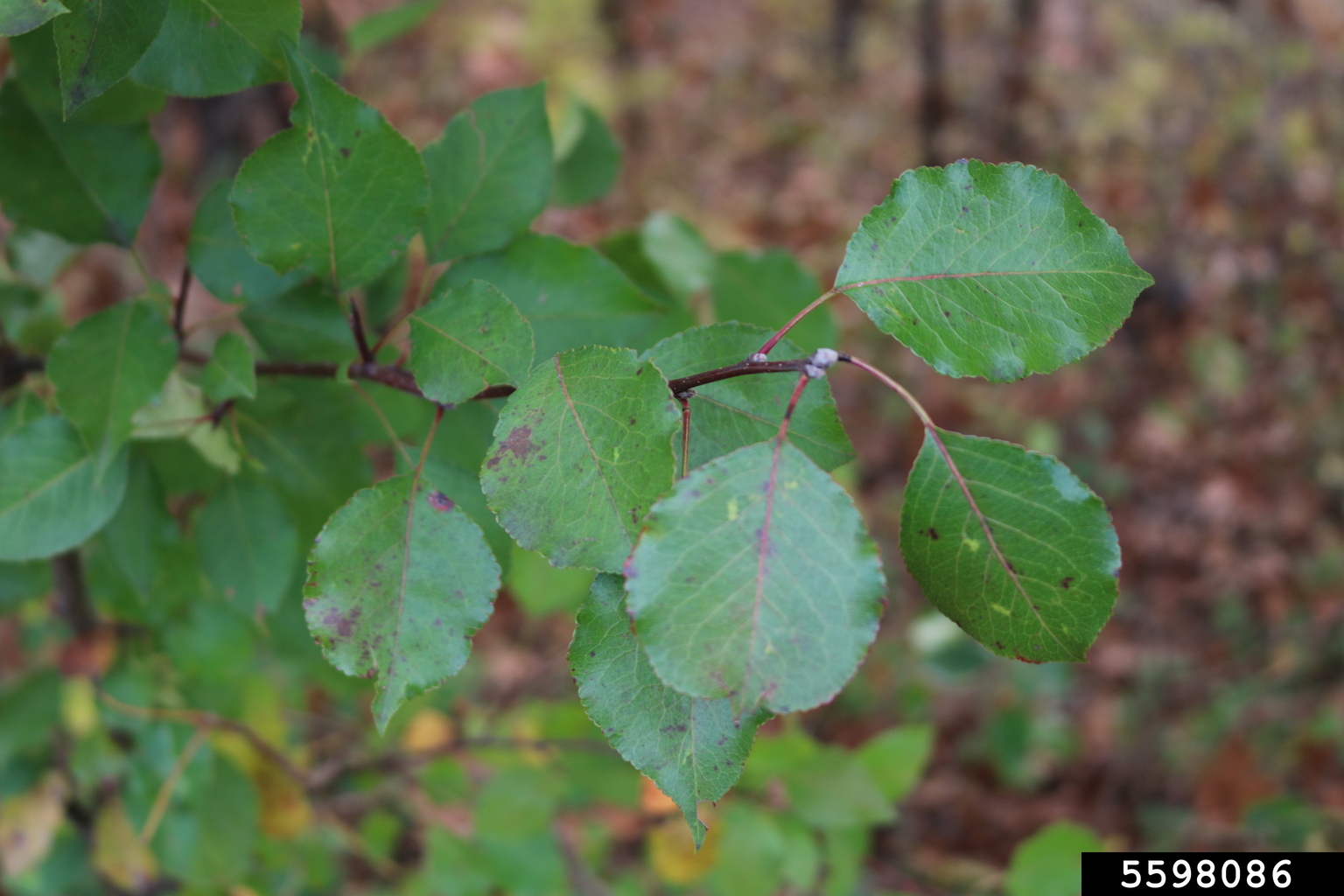 Callery pear (Bradford pear) (Pyrus calleryana)